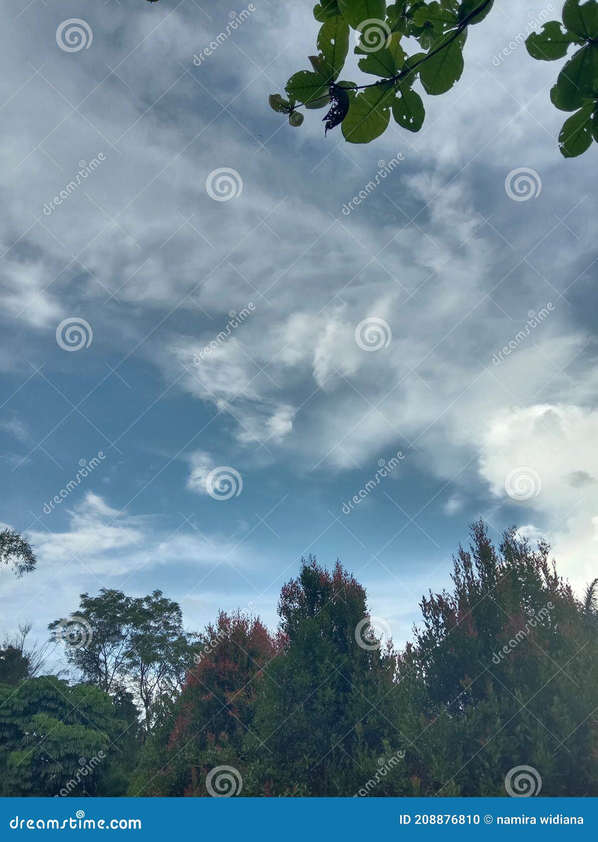 Wind of trees stock photo. Image of horizon, sunlight - 208876810