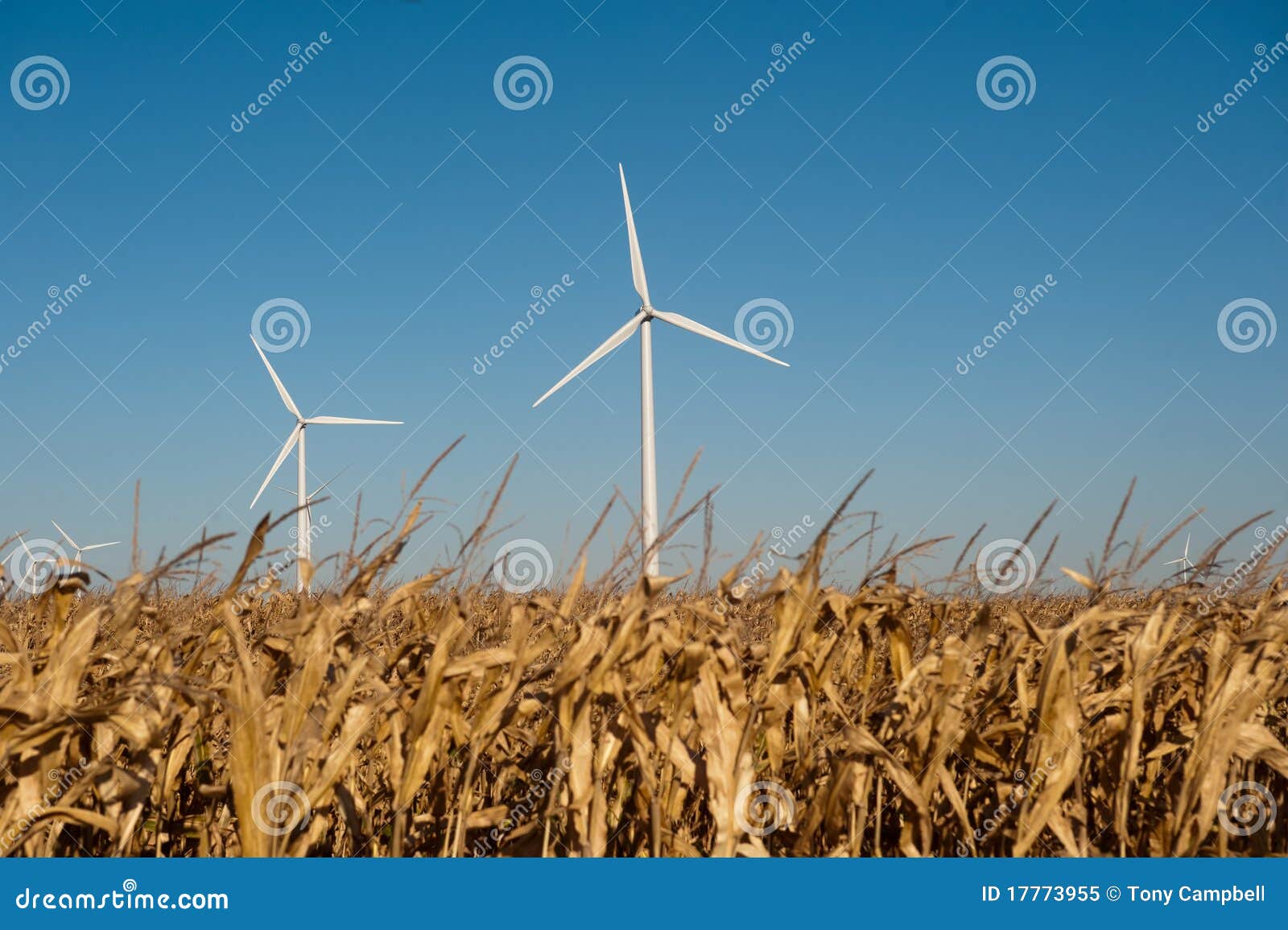 Wind Turbine and Corn Field Stock Image - Image of cornfield, field ...