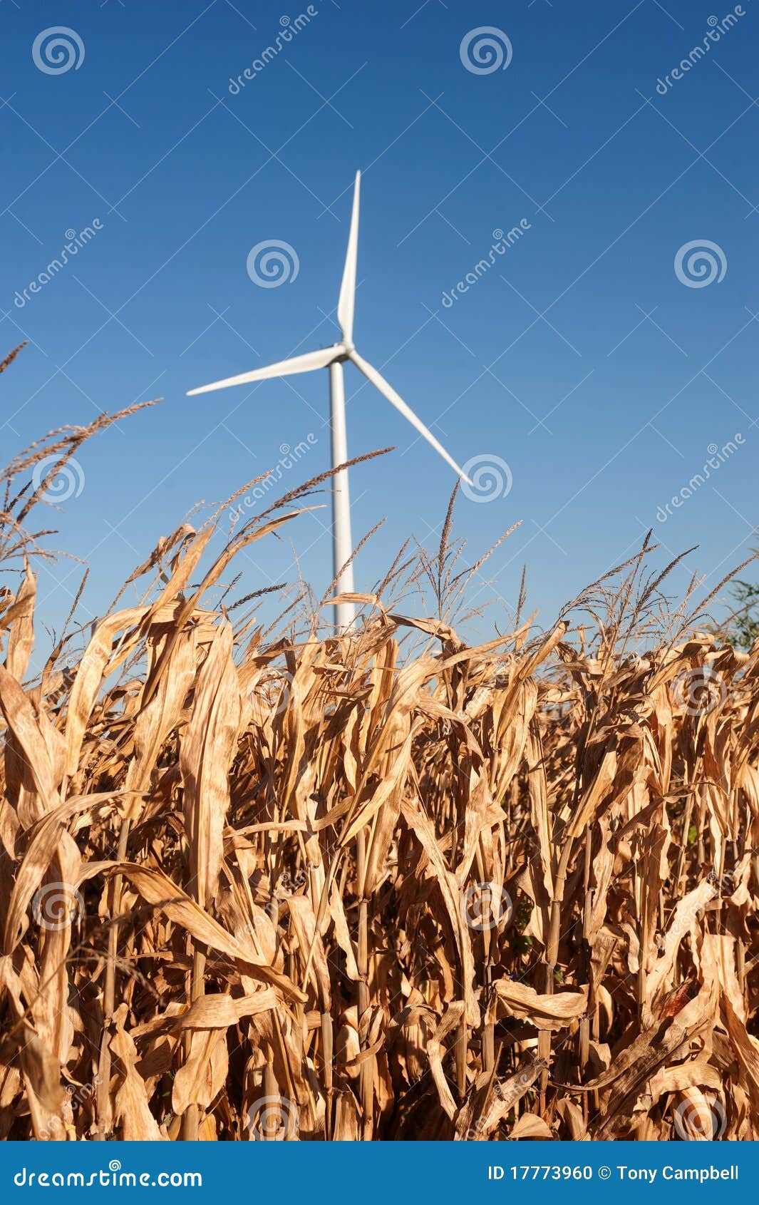 Wind Turbine and Corn Field Stock Photo - Image of outdoors, farming ...