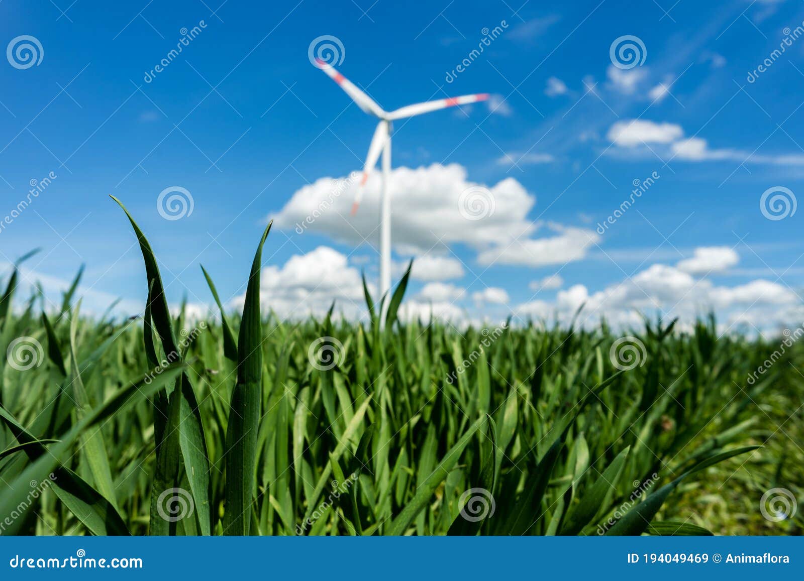 Wind turbine in corn field stock image. Image of corn - 194049469