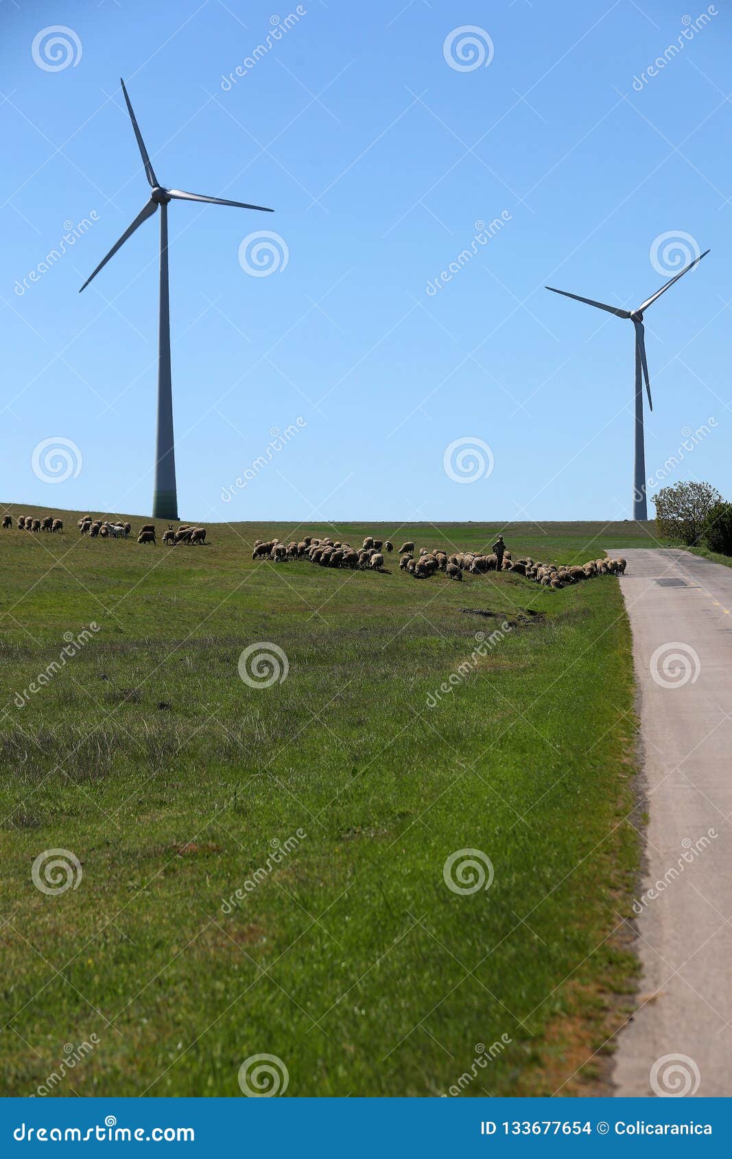 Wind Turbines and Flock of Sheep Stock Photo - Image of energy ...