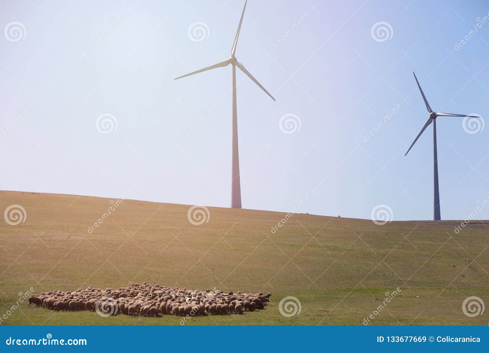 Wind Turbines and Flock of Sheep Stock Image - Image of shepard ...
