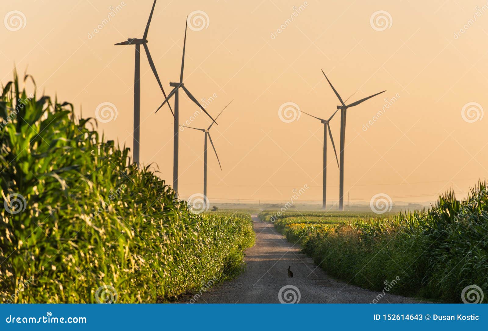 Wind Turbines in Corn Field Stock Image - Image of green, corn: 152614643