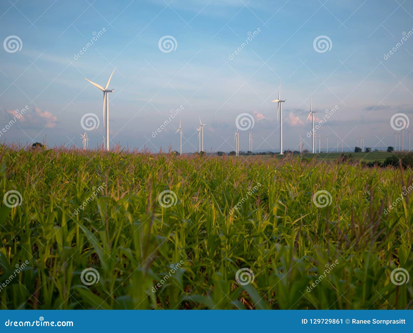 Wind Turbines Farm in Corn Field Stock Image - Image of clouds ...