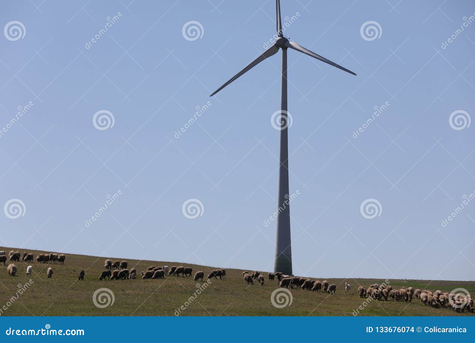 Wind Turbines and Flock of Sheep Stock Photo - Image of future, view ...