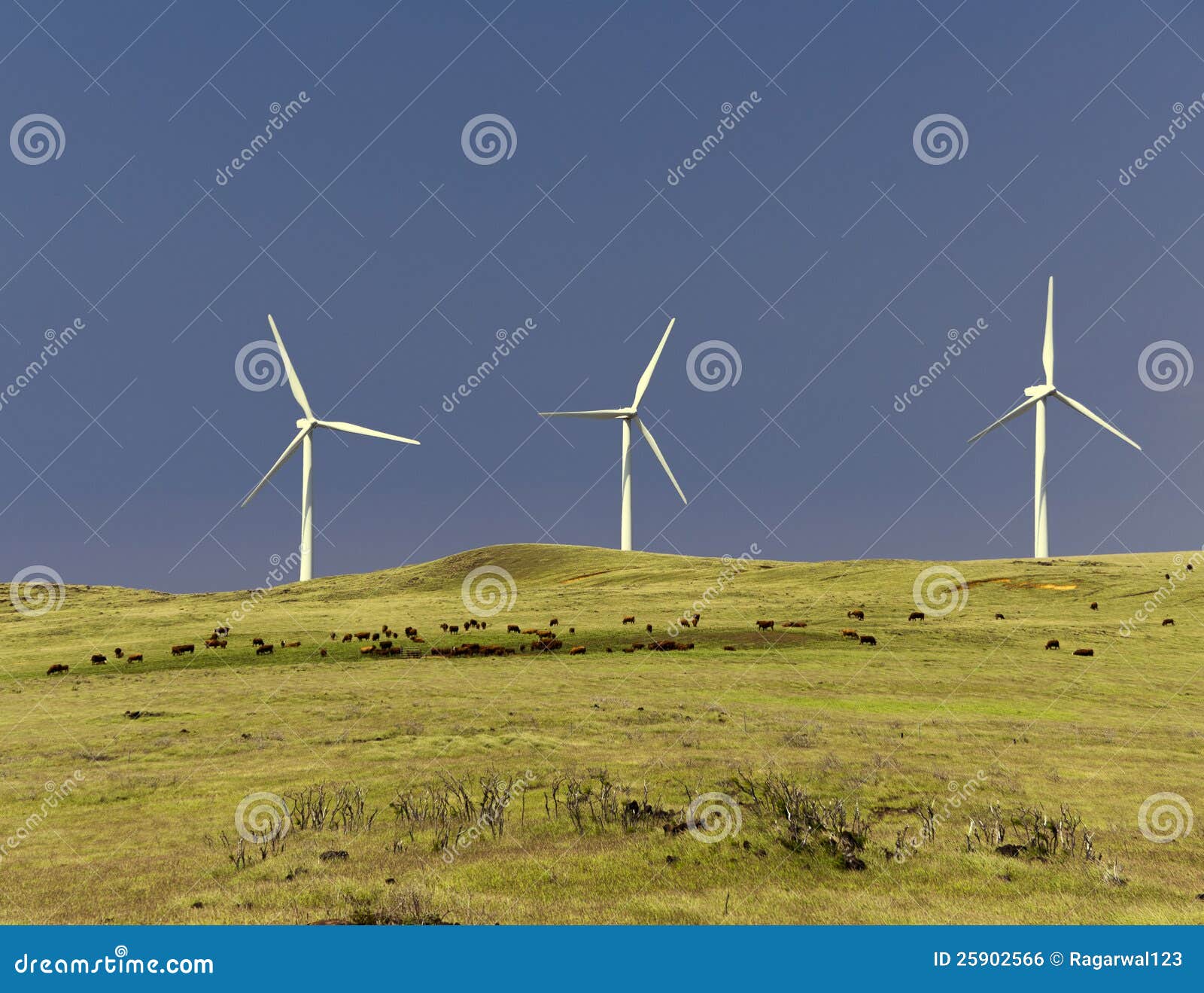 Wind Turbines, Pasture, South Point, Hawaii Stock Photo - Image of blue ...