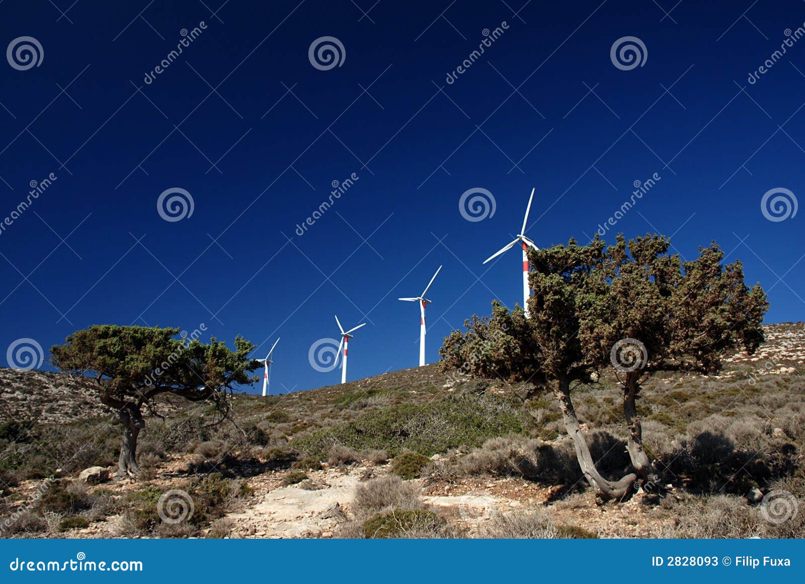 Wind Turbines and Two Pines Stock Image - Image of rotate, rotating ...