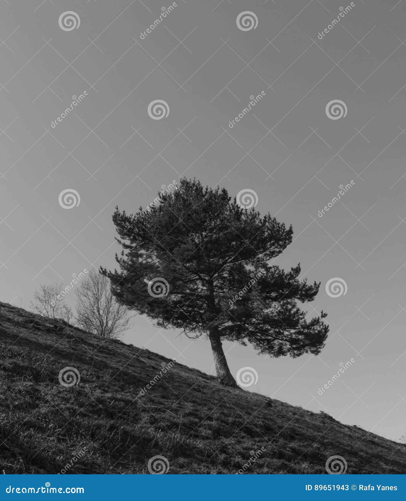 The Wind Twisted Tree on the Mountain Stock Image - Image of negor ...
