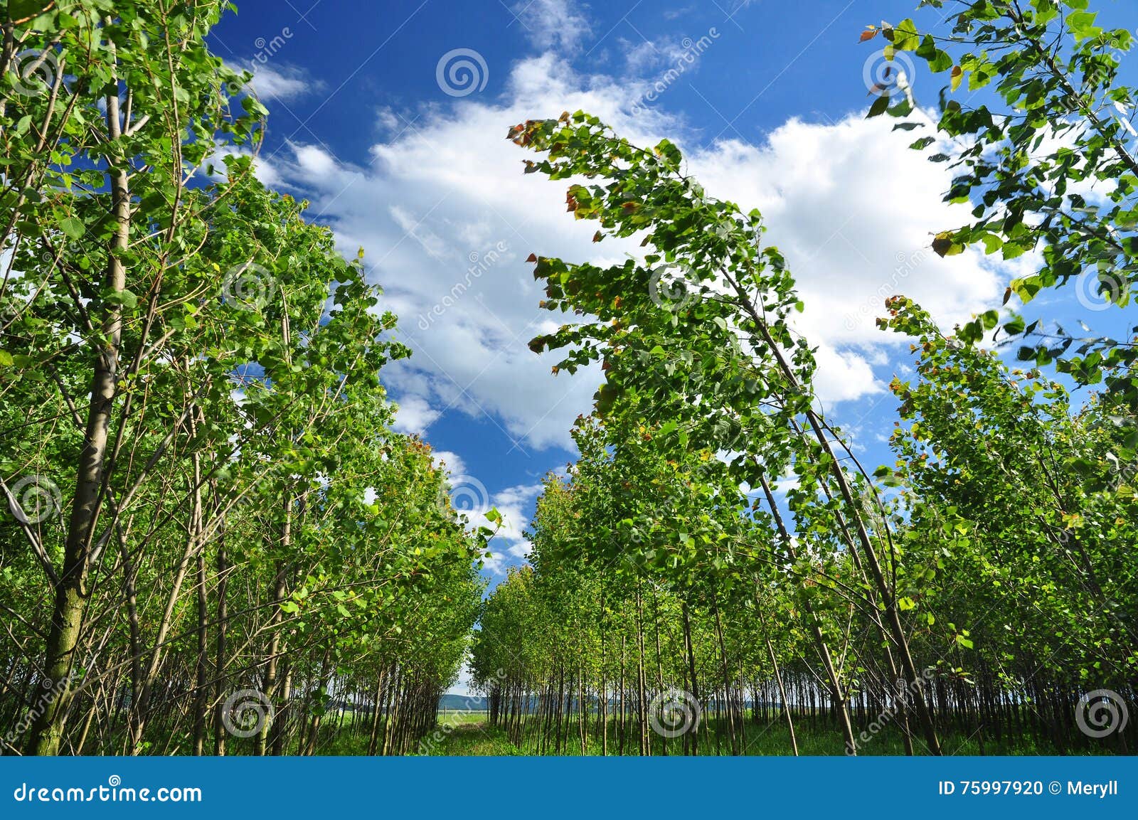 Wind windy stock photo. Image of zephyr, trees, wind - 75997920