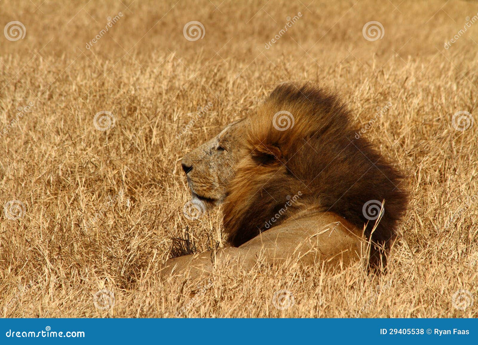 Windblown Lion stock photo. Image of yellow, large, panthera - 29405538