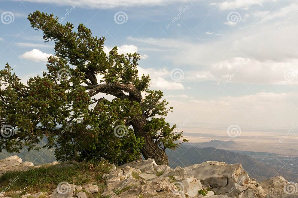 Windblown mountaintop tree stock image. Image of overlook - 5538141