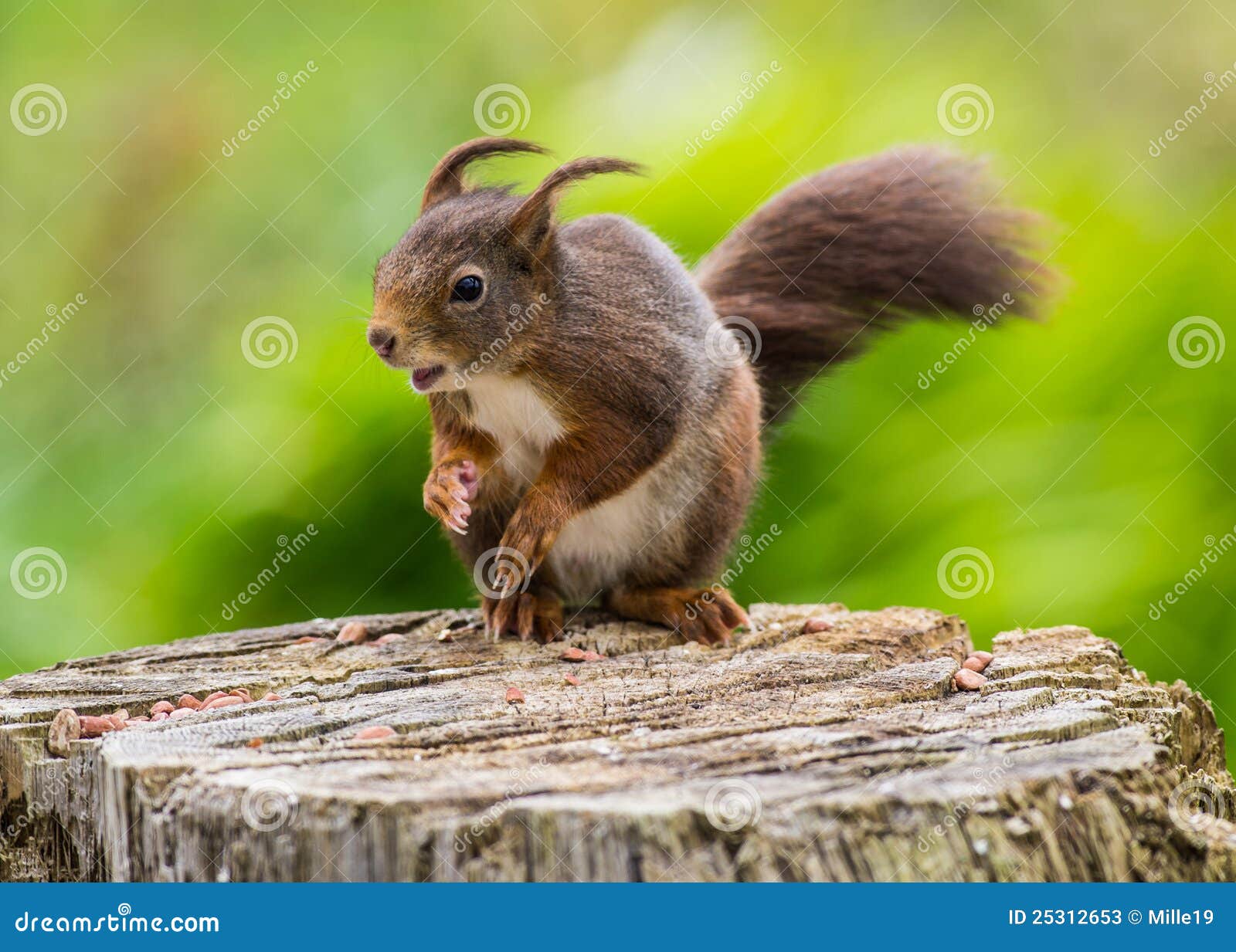 Windblown Red Squirrel stock image. Image of arran, vulgaris - 25312653