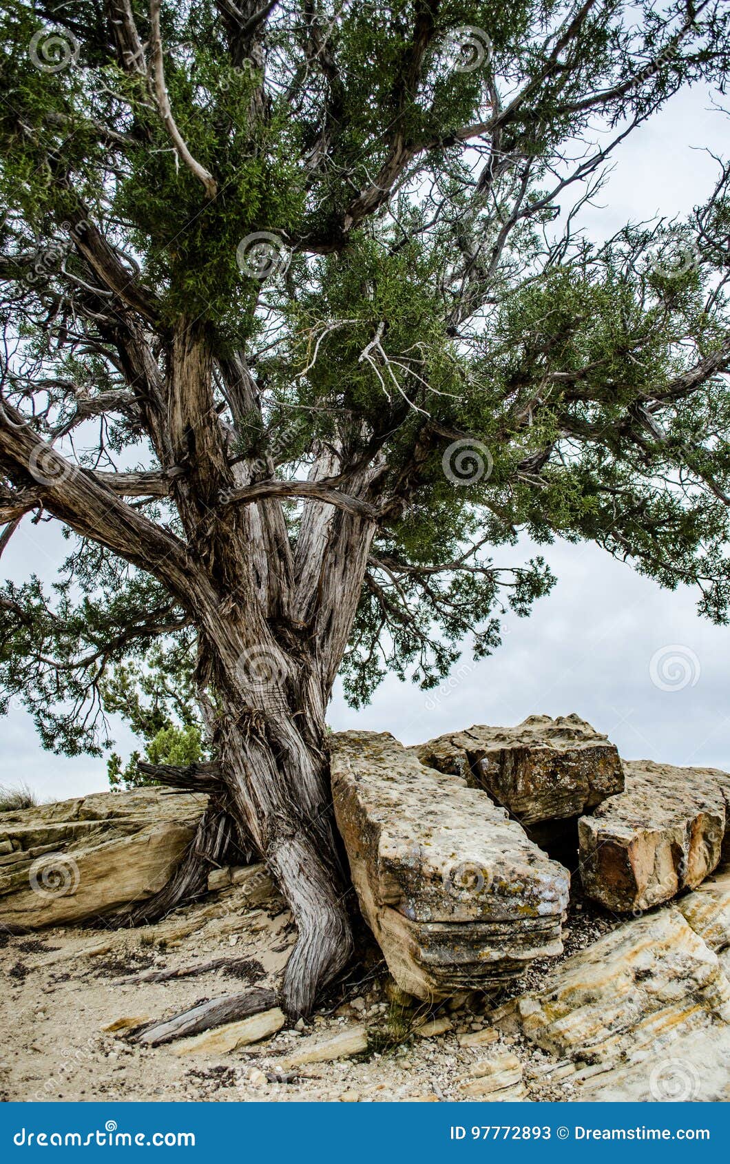Windblown stock image. Image of desert, barren, rocks - 97772893