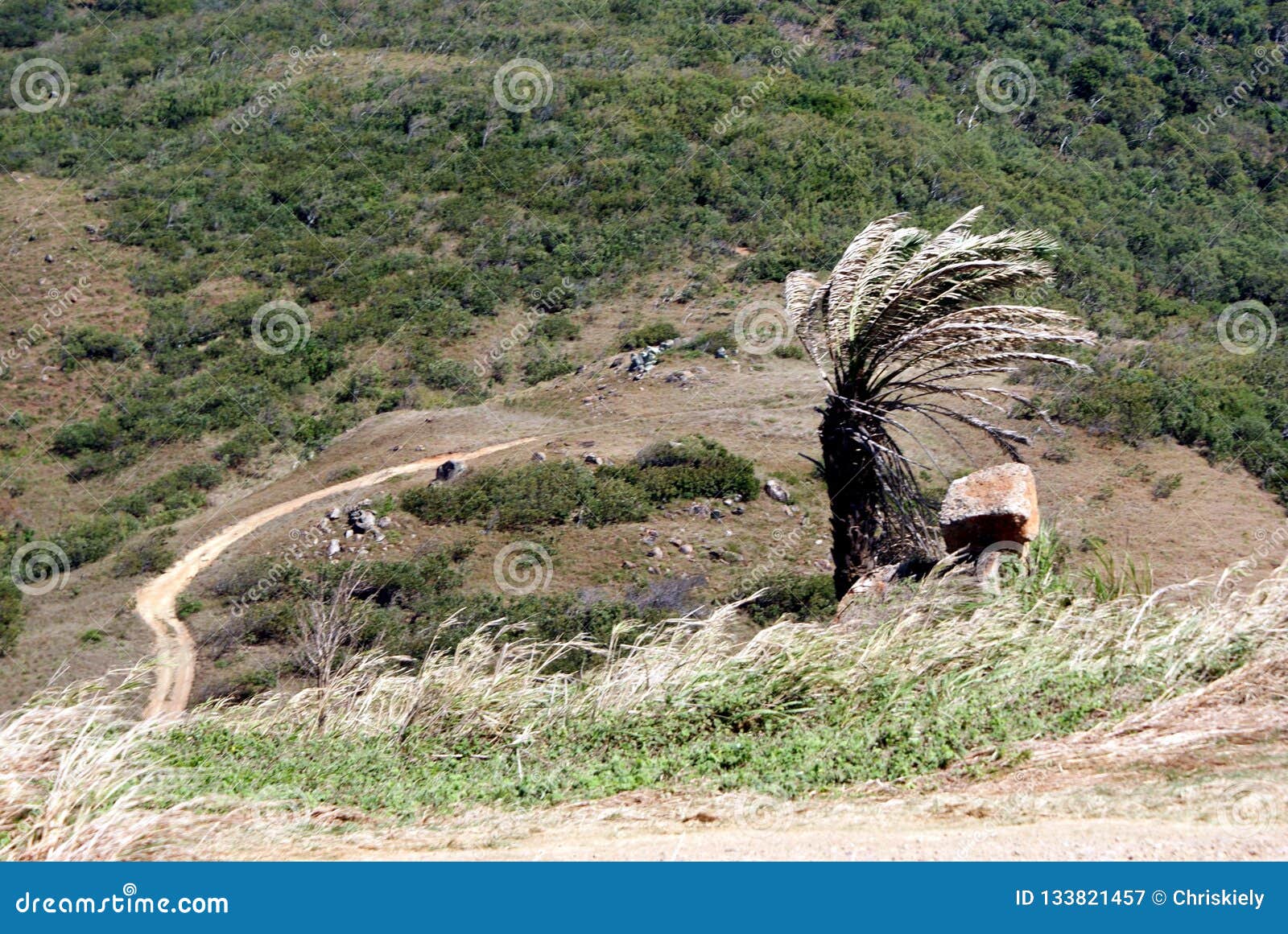 Windblown Tree on the Mountain Stock Image - Image of blown, away ...