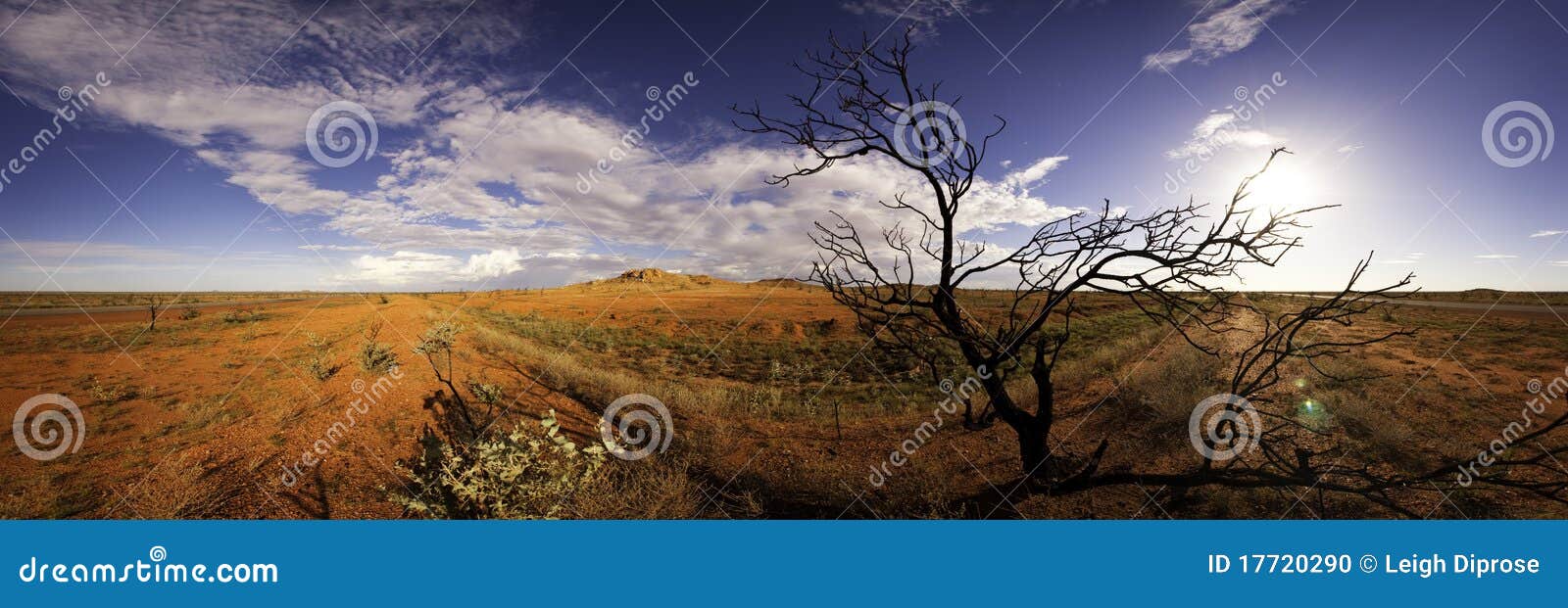 Windblown tree panorama stock photo. Image of nature - 17720290