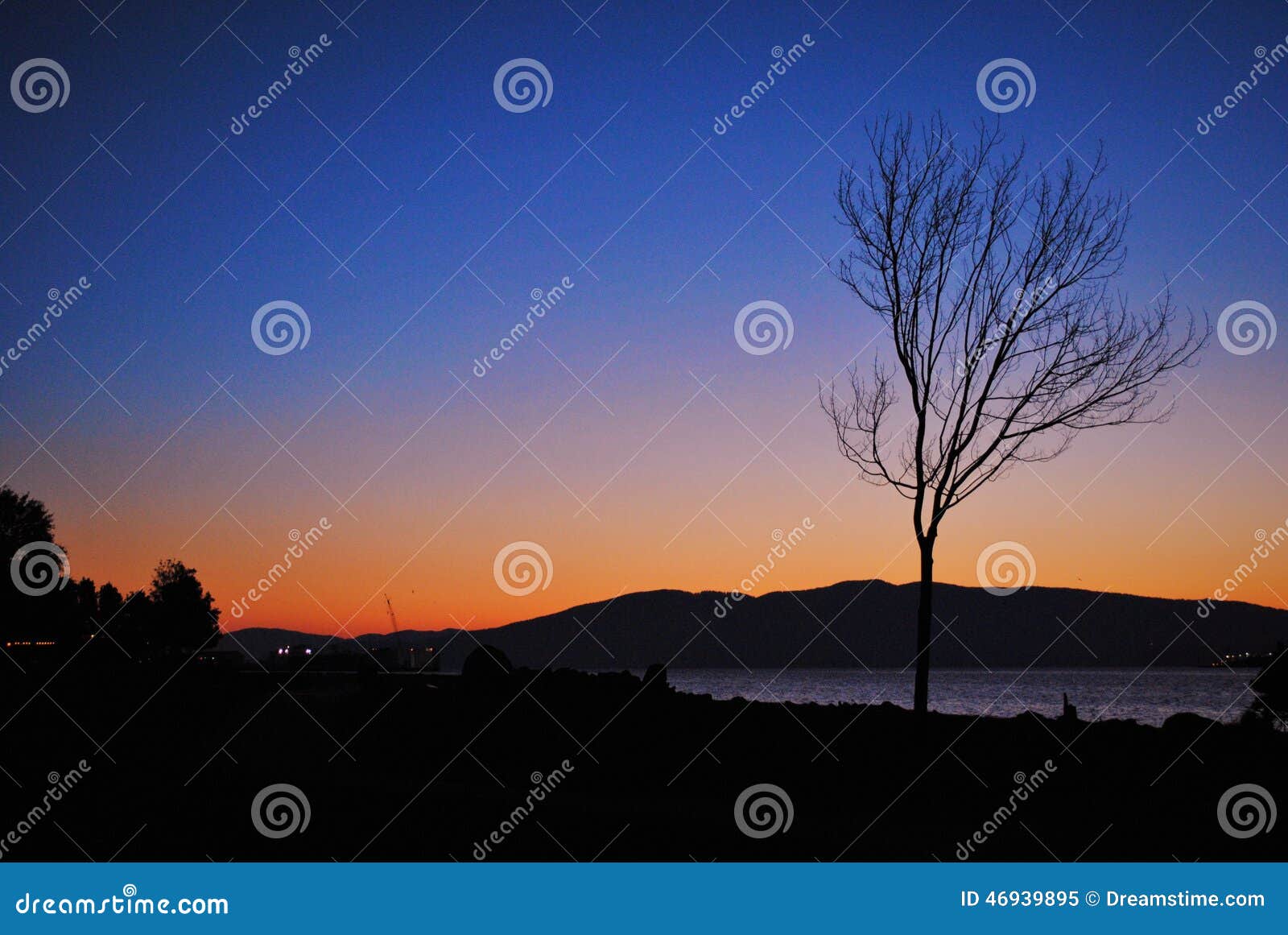 Windblown Tree and Sunset stock image. Image of branches - 46939895