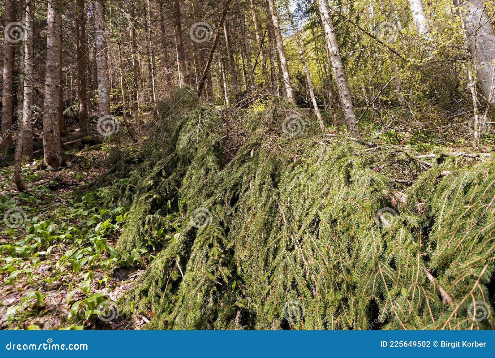 Windblown Trees in the Forest after Strong Storm Stock Photo - Image of ...