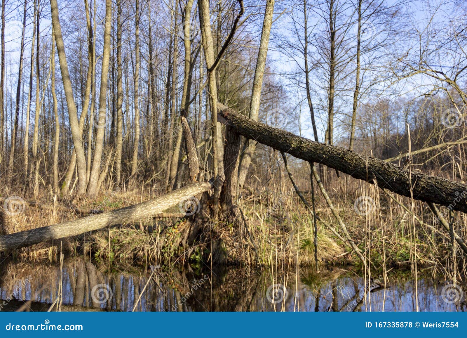 Windbreak. Fallen Autumn Trees in the Forest Stock Photo - Image of ...