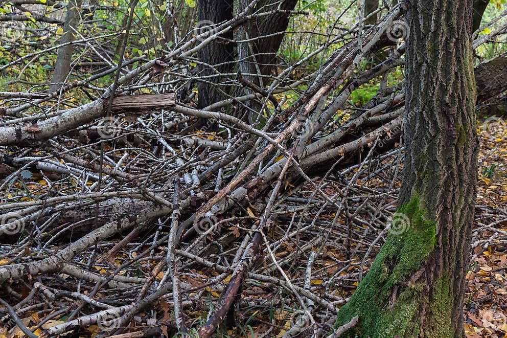 Windbreak in the forest stock image. Image of weather - 282886791