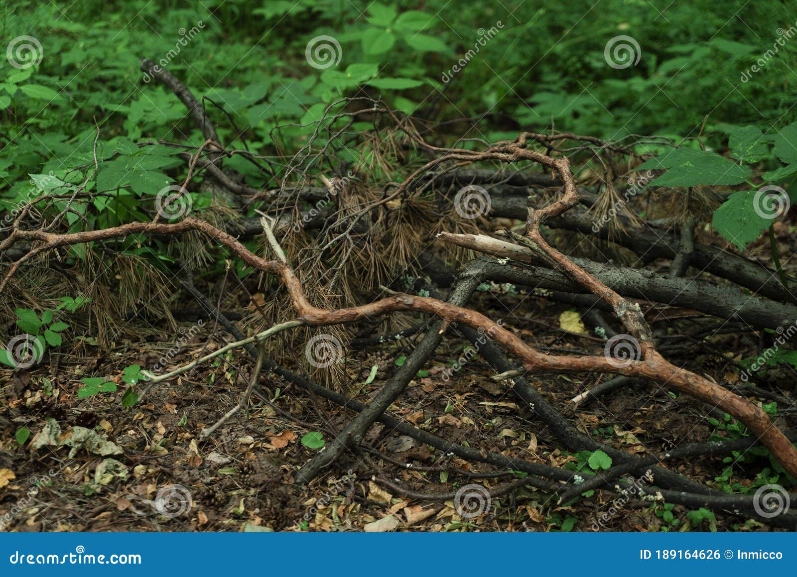 Windbreak in Forest. Fallen Tree and a Bunch of Dry Branches in the ...