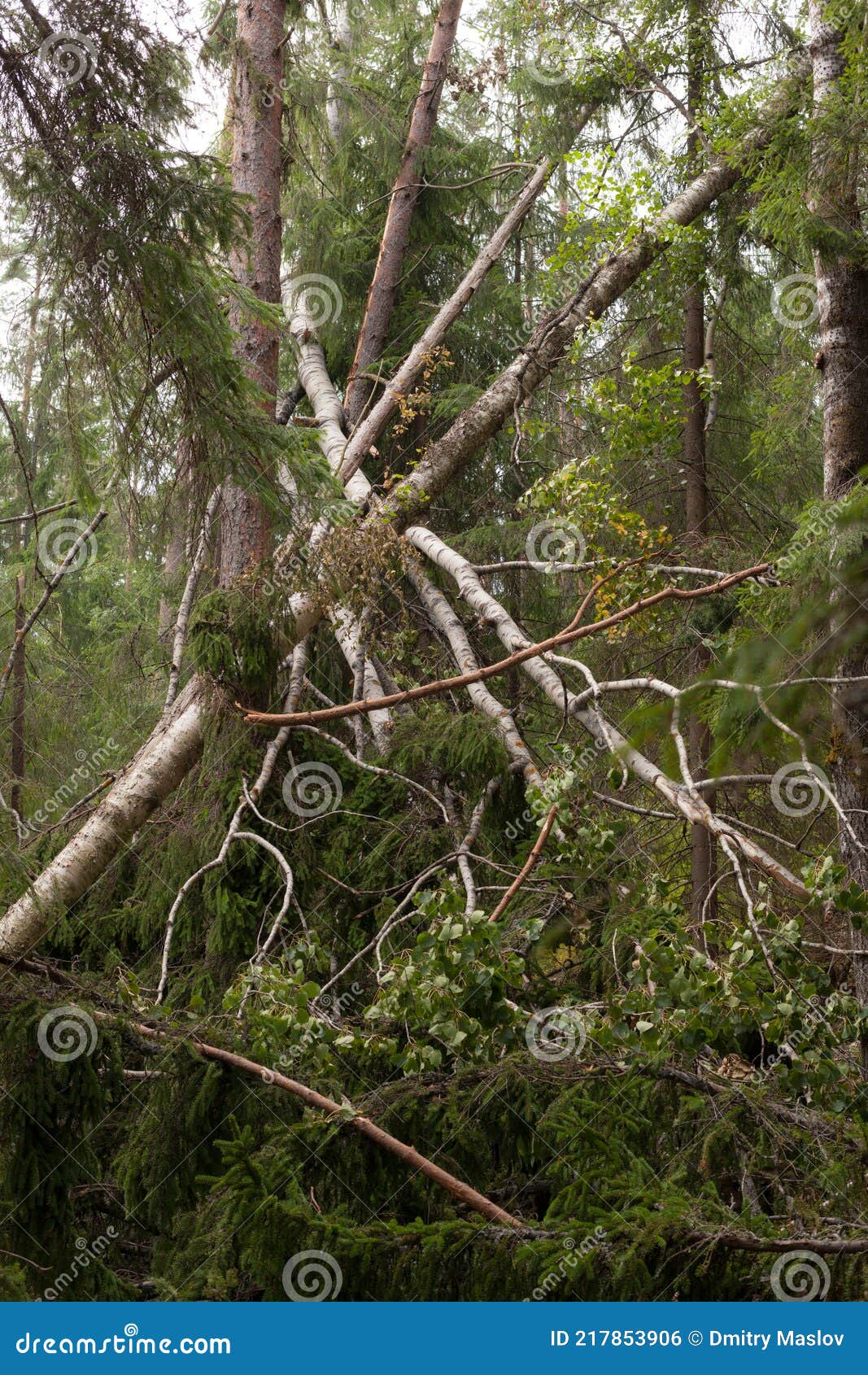 Windbreak in forest stock photo. Image of landscape - 217853906