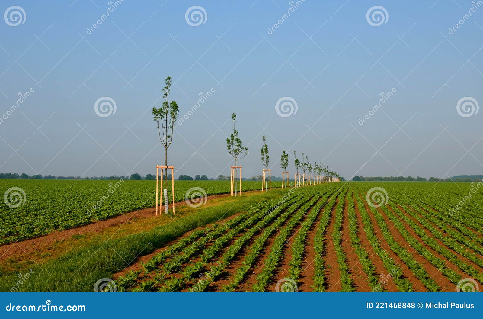 Windbreak in the Middle of a Plot with Sugar Beet in Endless Field Rows ...