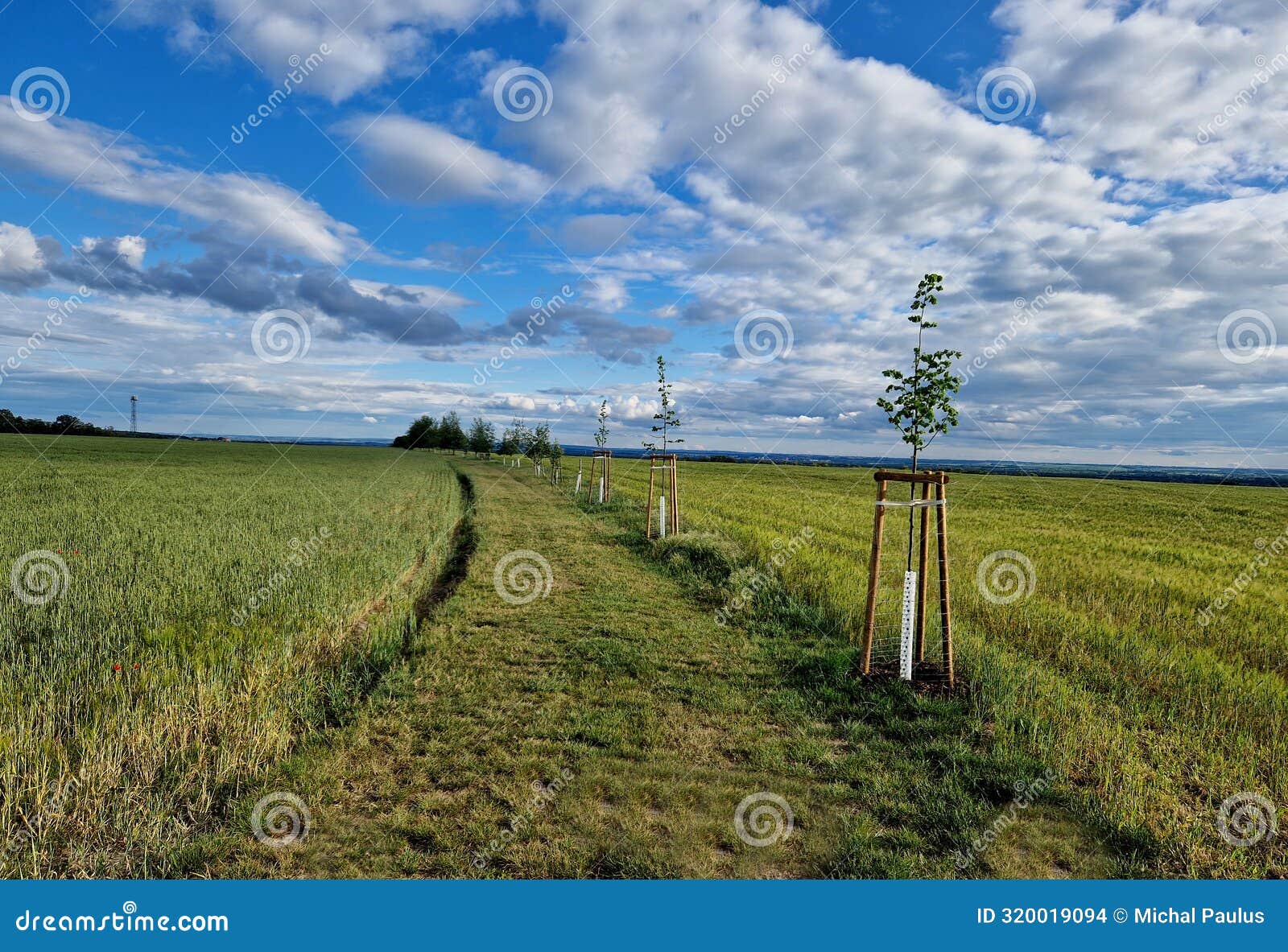 Windbreak in the Middle of a Plot with Sugar Beet in Endless Field Rows ...