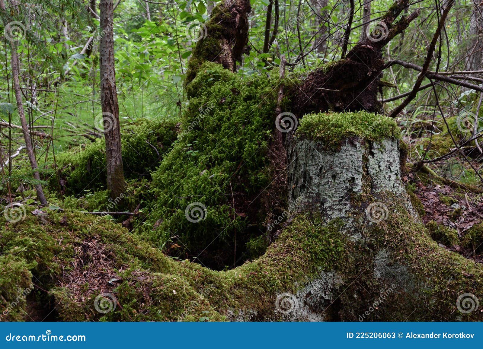 Windbreak in Mixed Forest Thickets. Stock Image - Image of green ...
