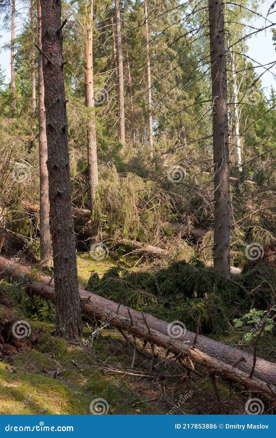 Windbreak in a Summer Forest Stock Photo - Image of branch, nature ...