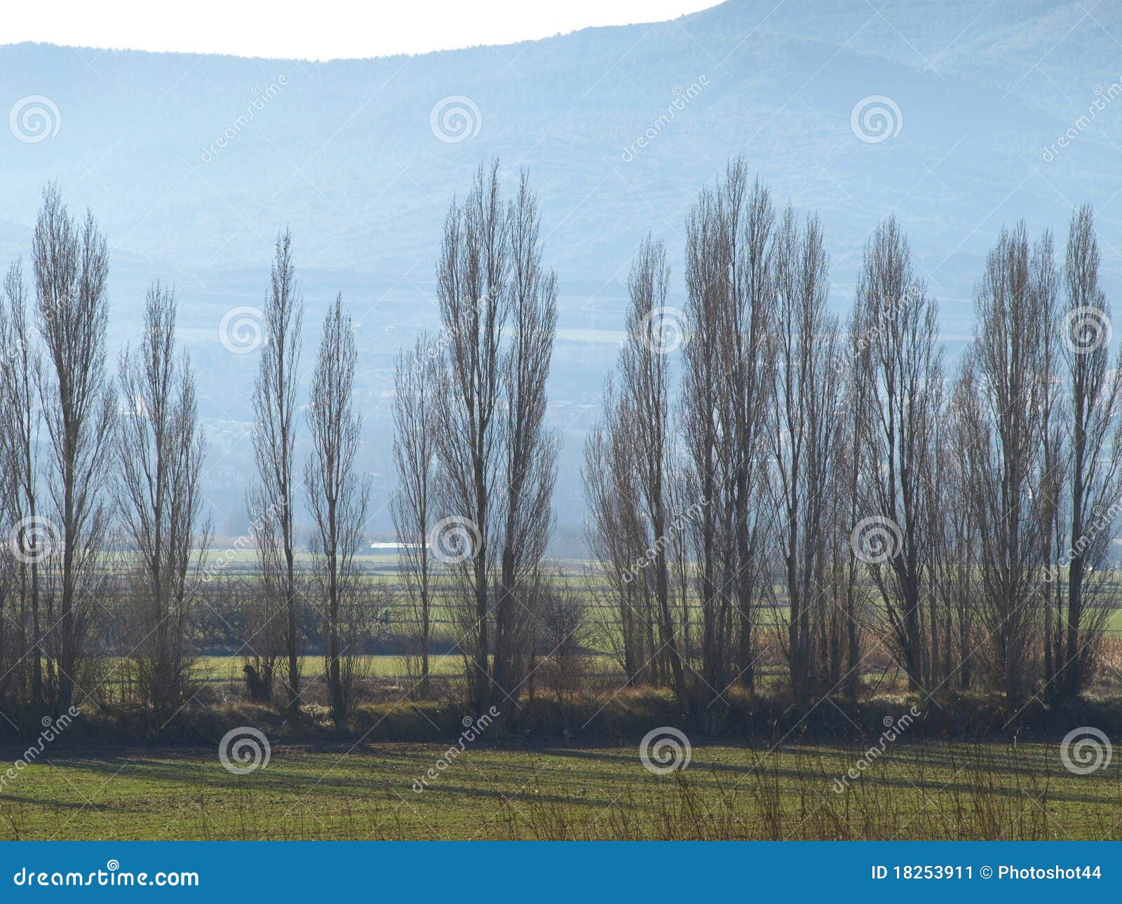 Windbreakers stock image. Image of conservation, harvest - 18253911