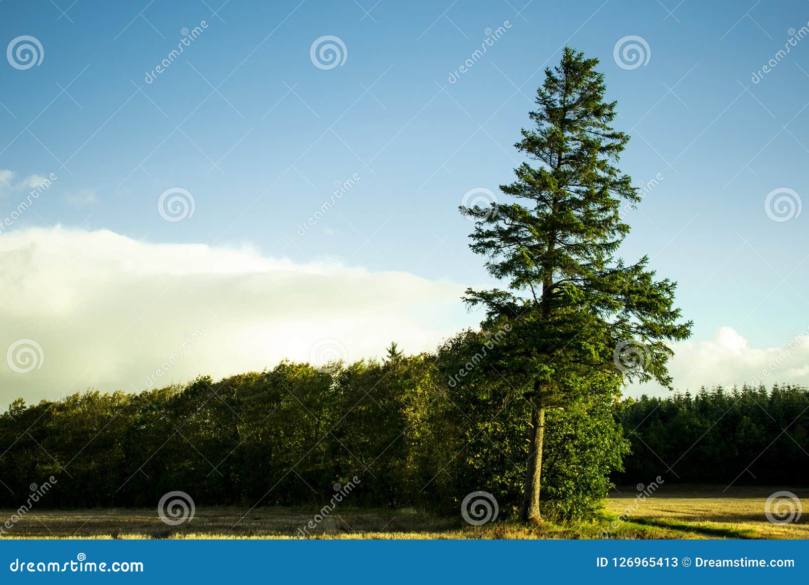 Windbreaking Trees by Agricultural Fields Stock Image - Image of ...