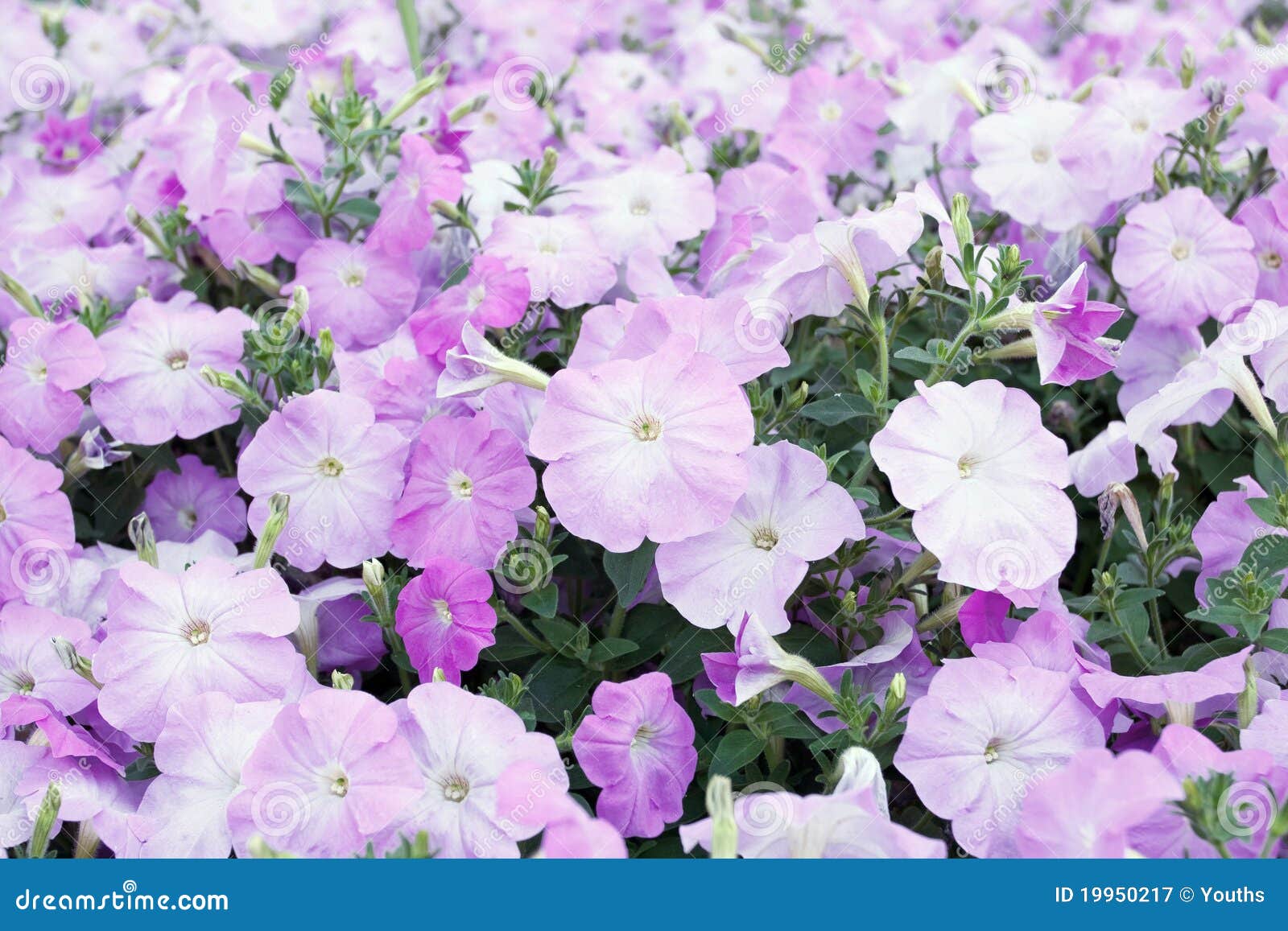 Winde stockbild. Bild von blumen, blüte, farbe, botanik - 19950217
