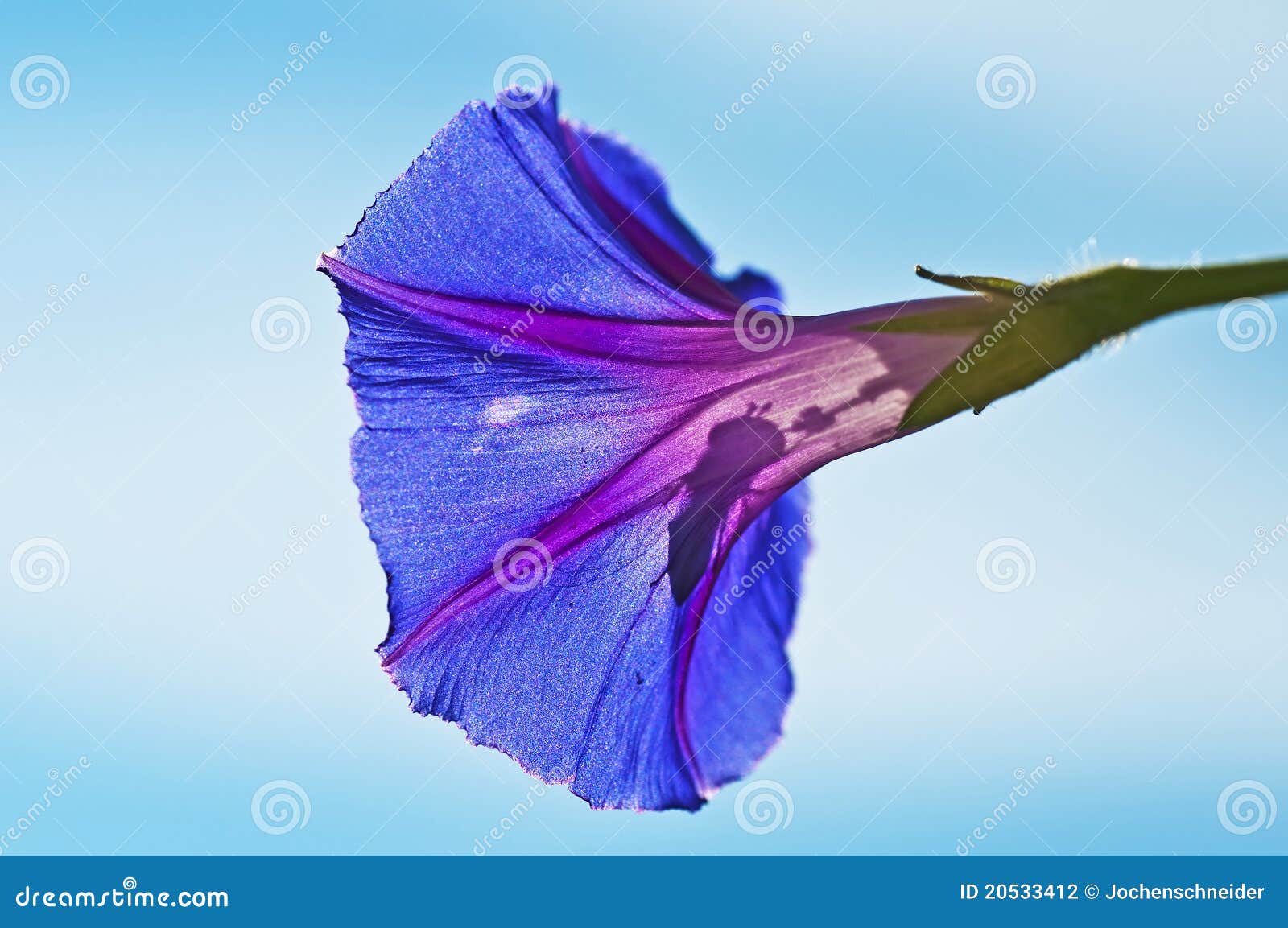 Winde stockfoto. Bild von magie, makro, blühen, blau - 20533412