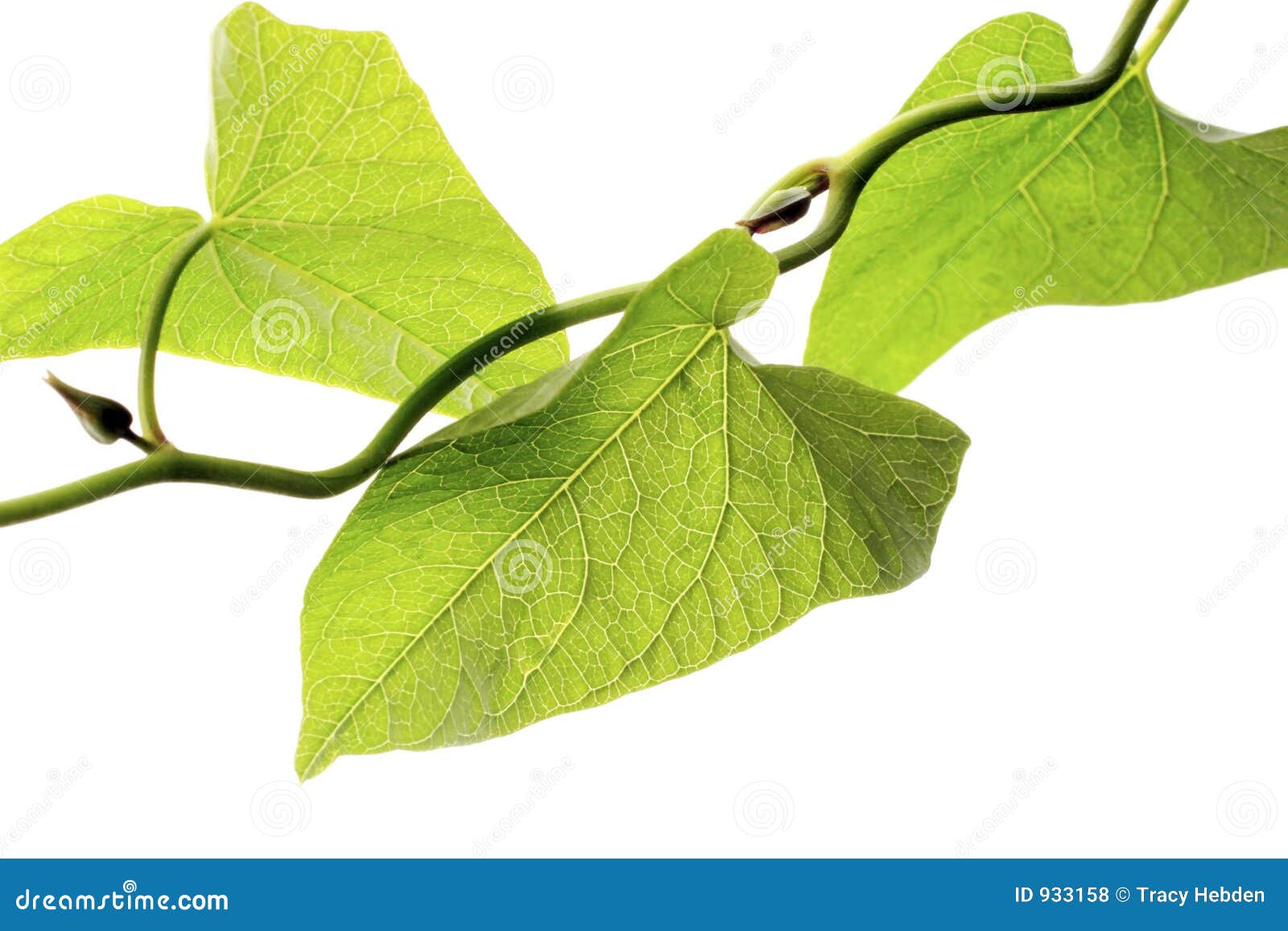 Winde stock foto. Image of vernietig, binnenvallen, wortelstok - 933158