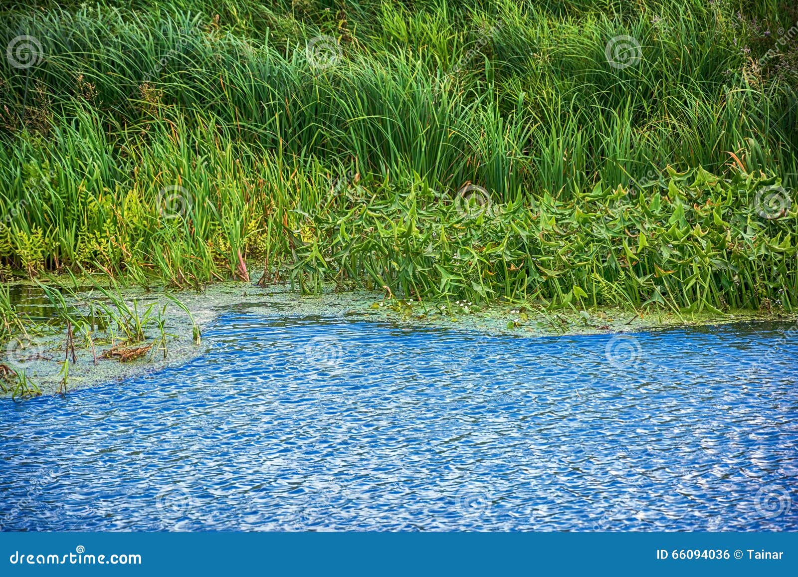 Winderig Landschap Met Rivier En Riet Stock Foto - Image of platteland ...