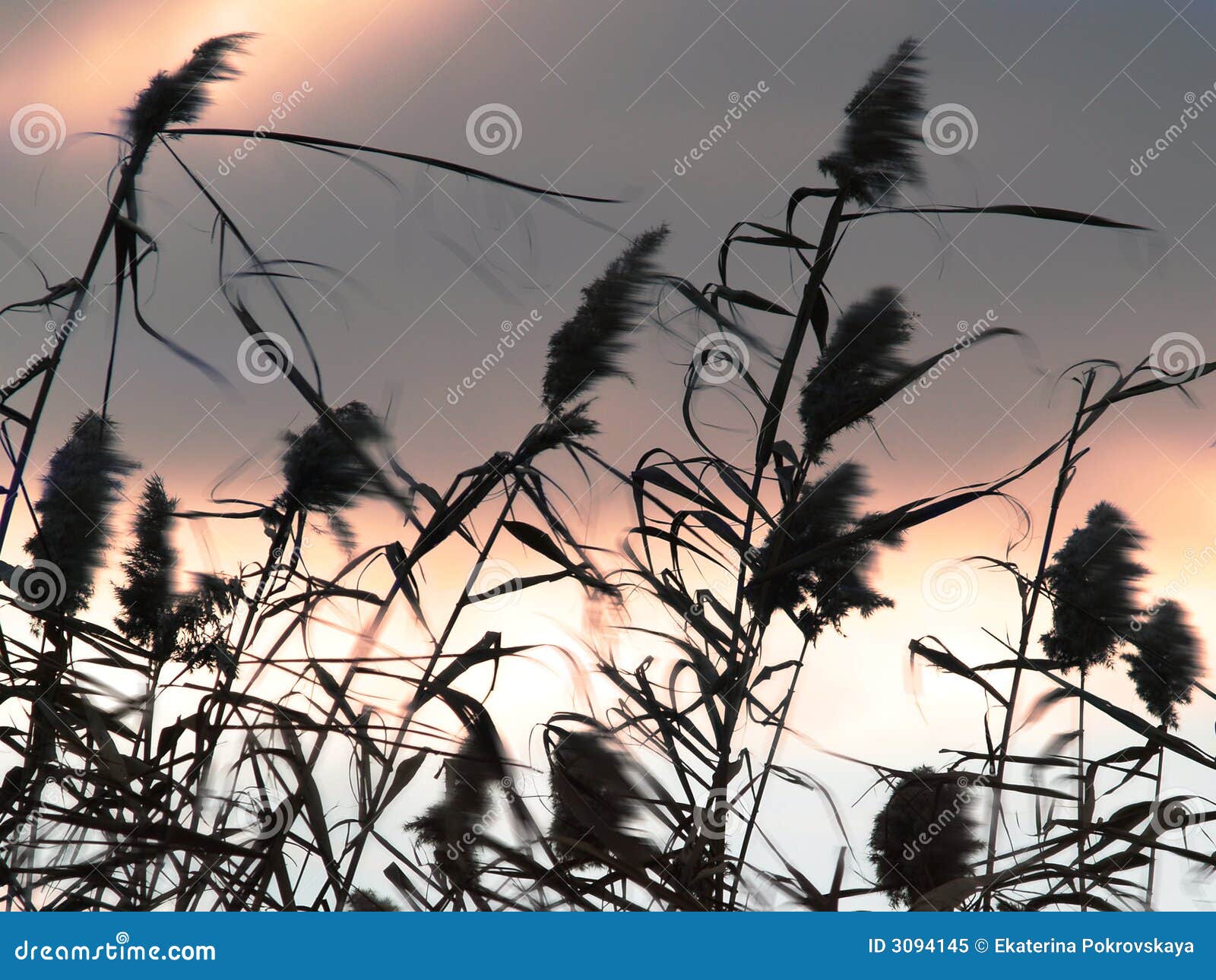 Winderig weer stock afbeelding. Image of motie, schoonheid - 3094145