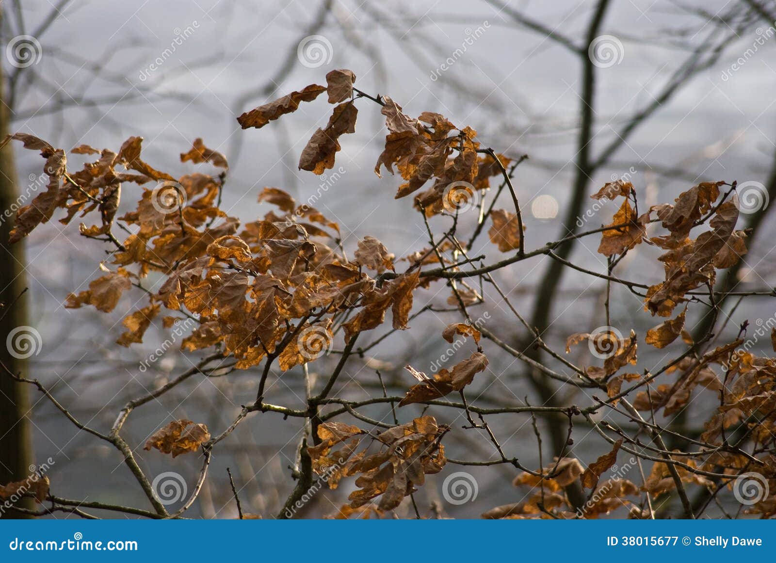 Winderige dag stock afbeelding. Image of bruin, winderig - 38015677