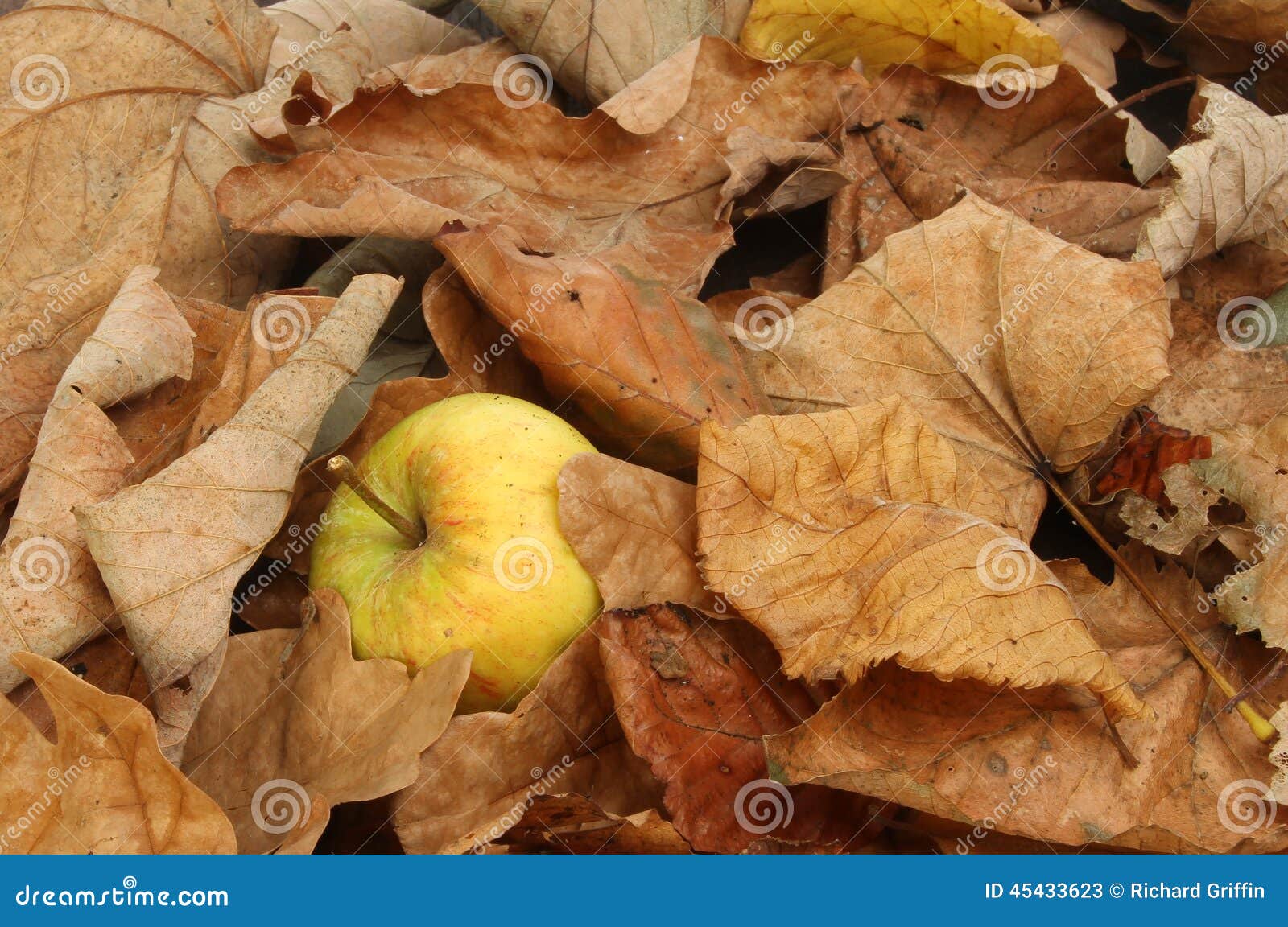 Windfall apple stock image. Image of leaf, fall, ripe - 45433623