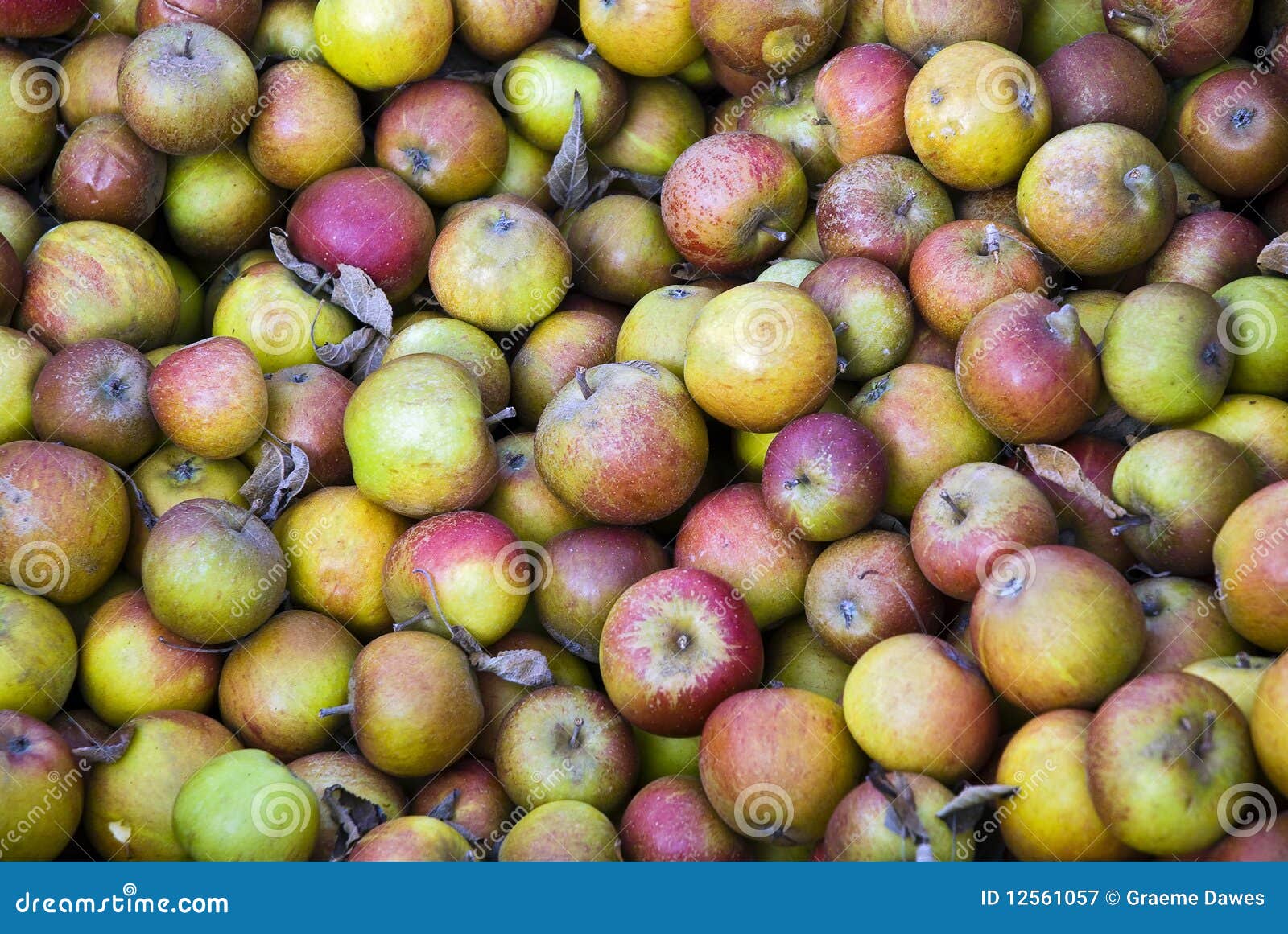 Windfall apples stock image. Image of fresh, autumn, macro - 12561057