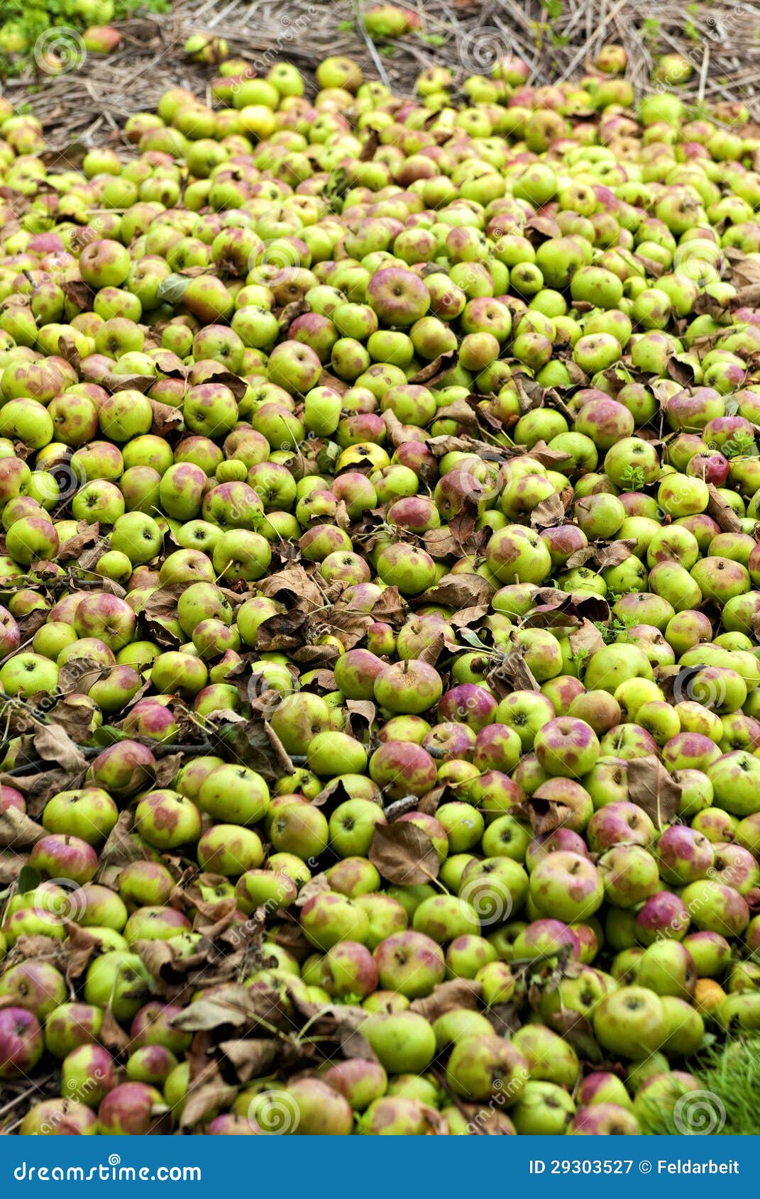 Windfall apples stock image. Image of ripe, apple, covered - 29303527