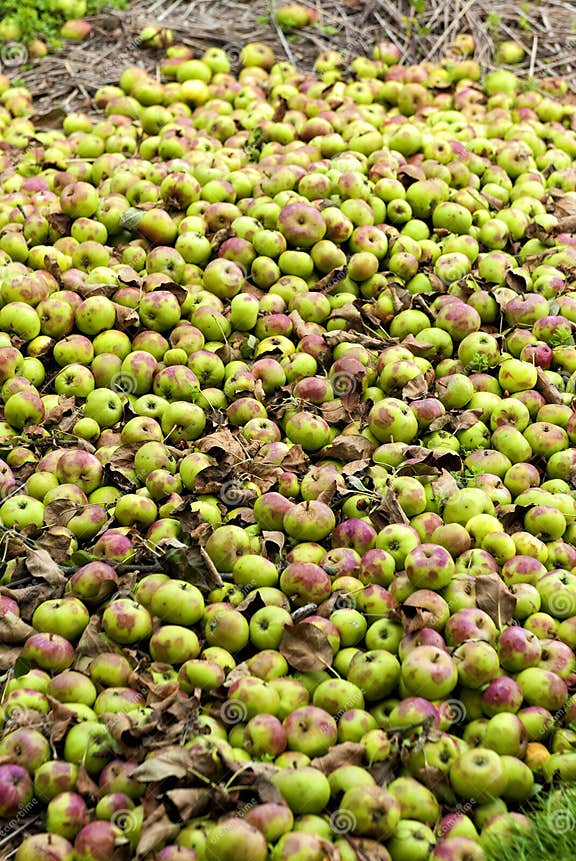 Windfall apples stock image. Image of ripe, apple, covered - 29303527