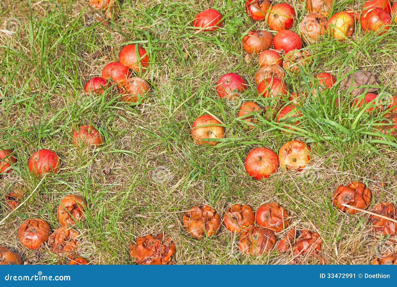 Windfall Apples of the Ground Stock Image - Image of yellow, orchard ...