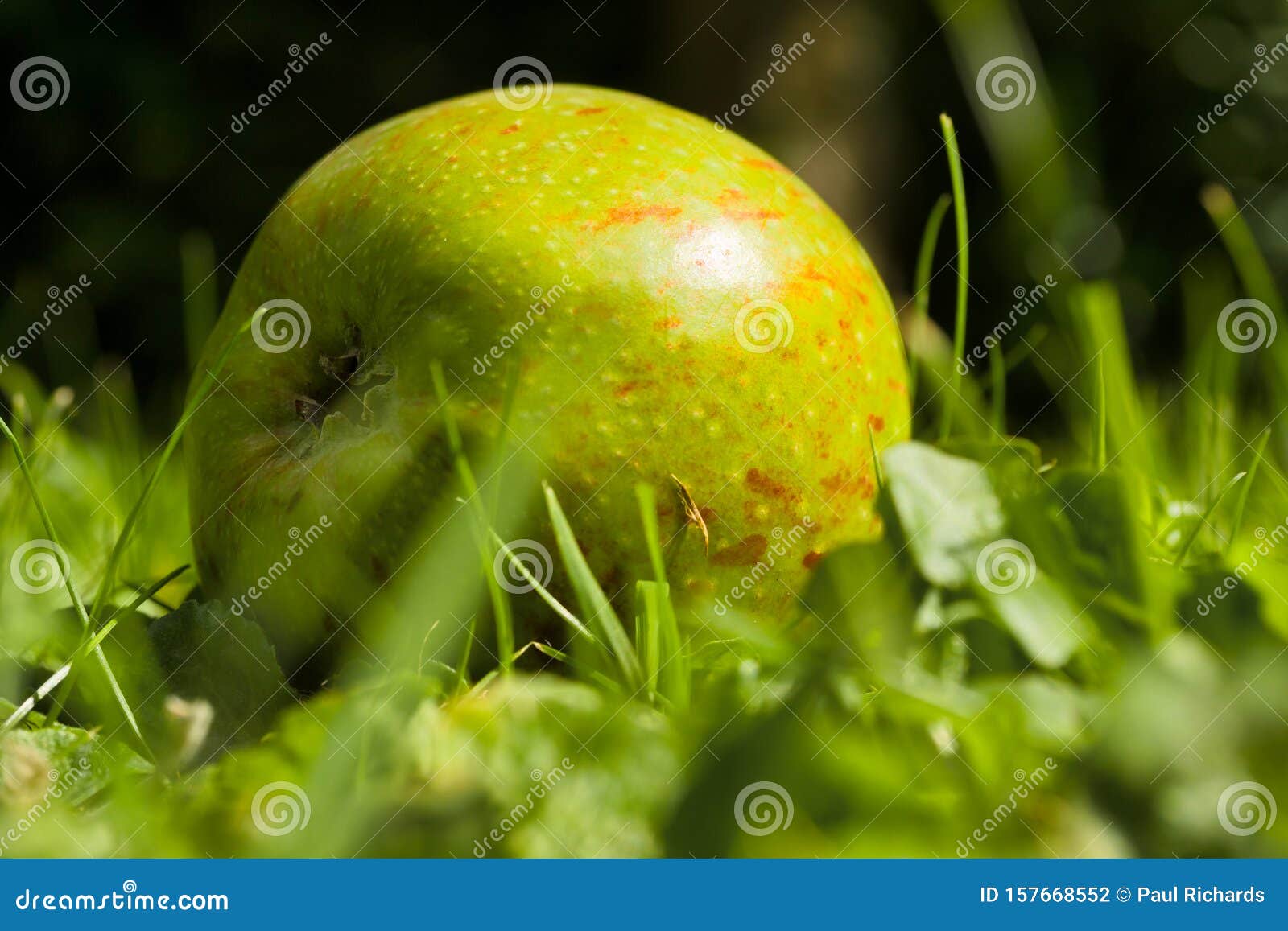 Windfall Apples on the Ground Stock Photo - Image of united, falling ...