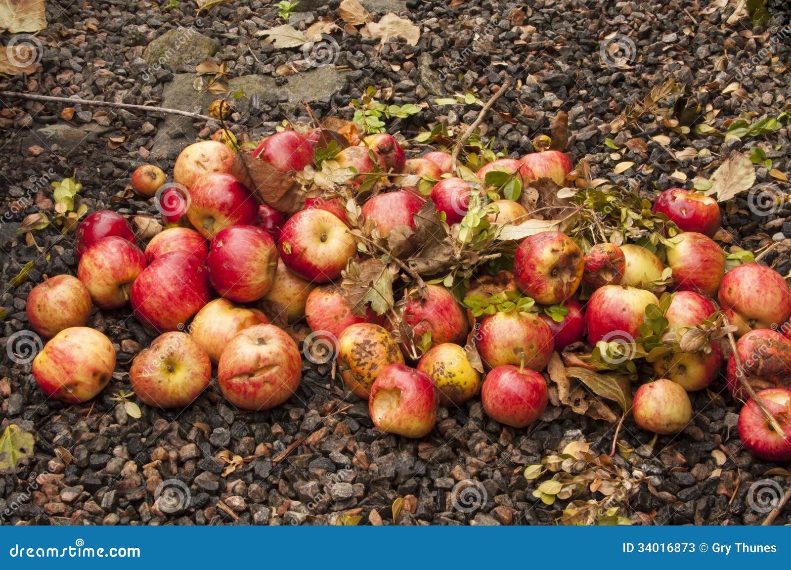 Windfall apples stock image. Image of lying, pile, damage - 34016873