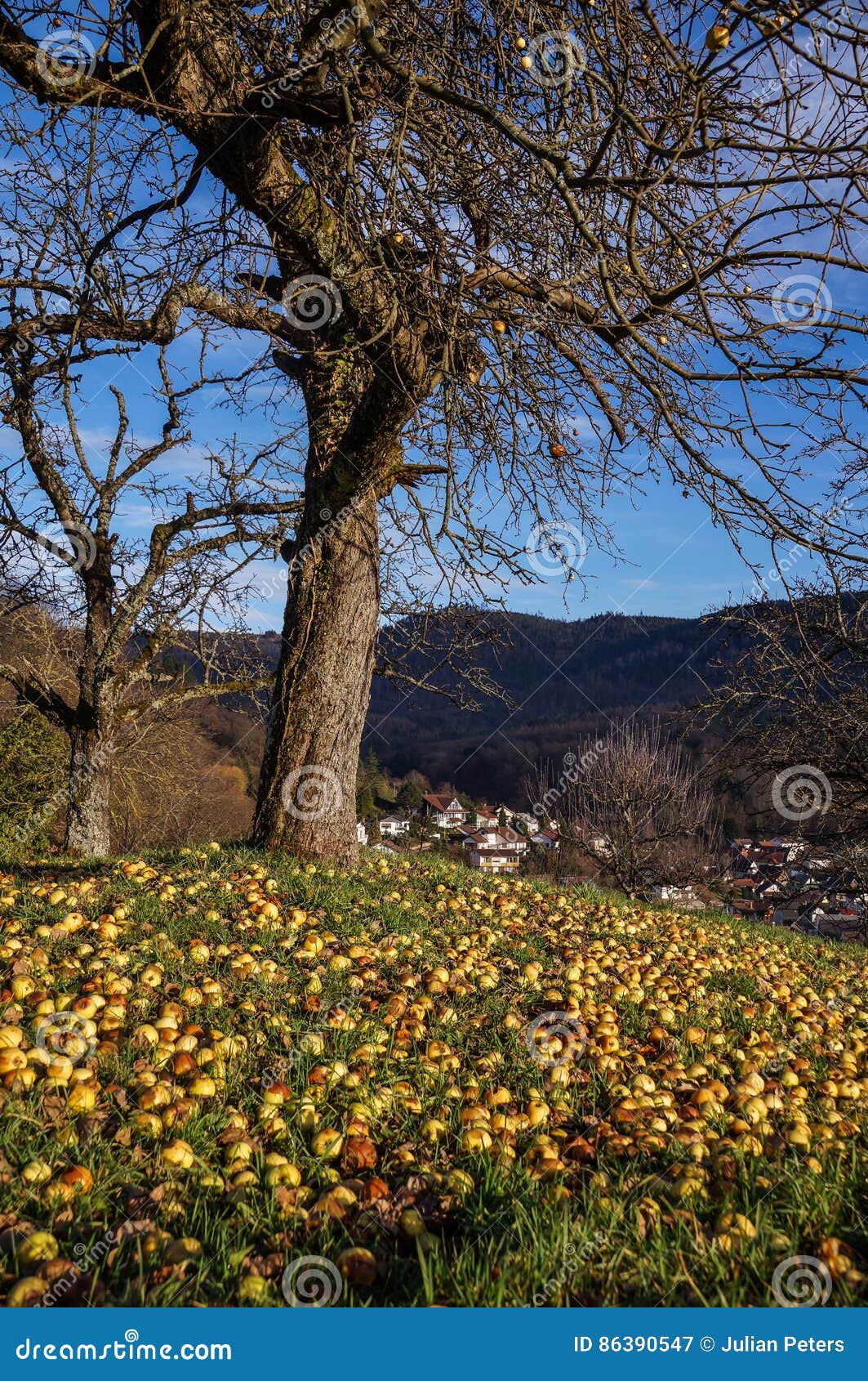 Windfall Apples in Old Orchard on Sunny Autumn Day Stock Image - Image ...