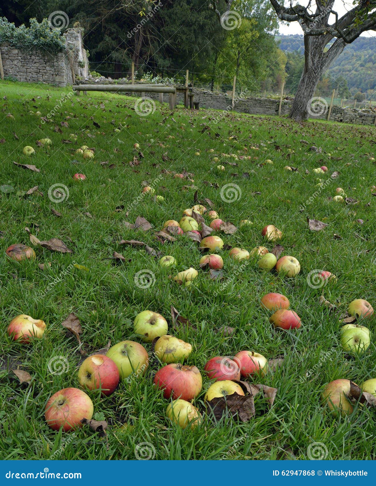 Windfall Apples stock photo. Image of valley, autumn - 62947868
