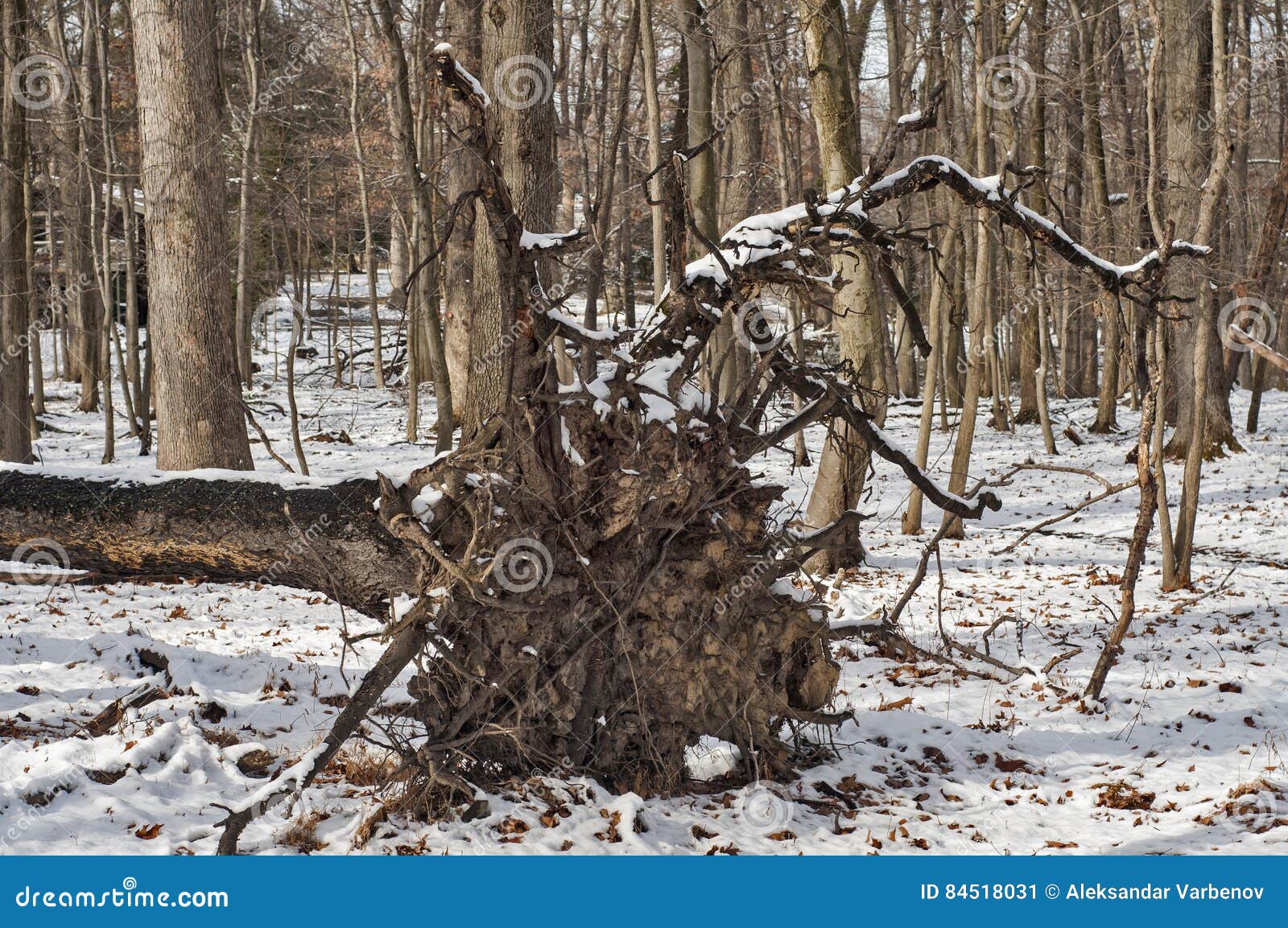 Windfall in forest stock image. Image of storm, nature - 84518031