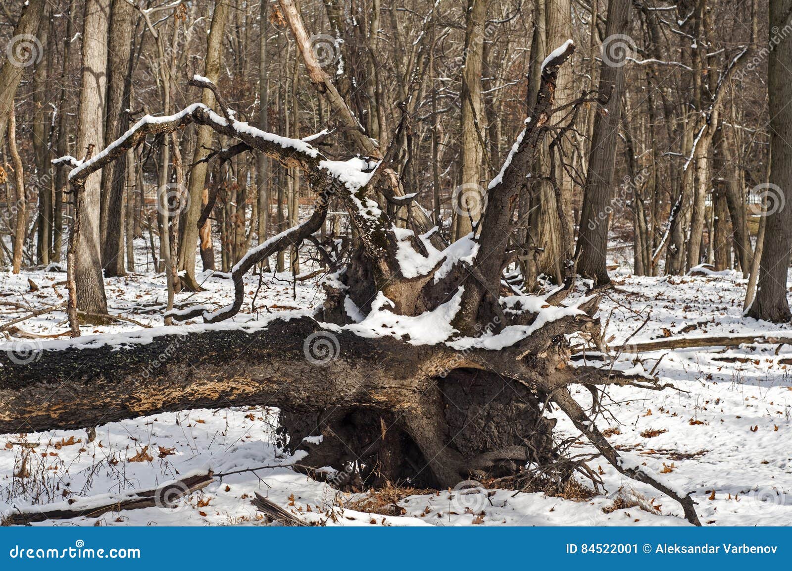 Windfall in forest stock image. Image of season, forest - 84522001