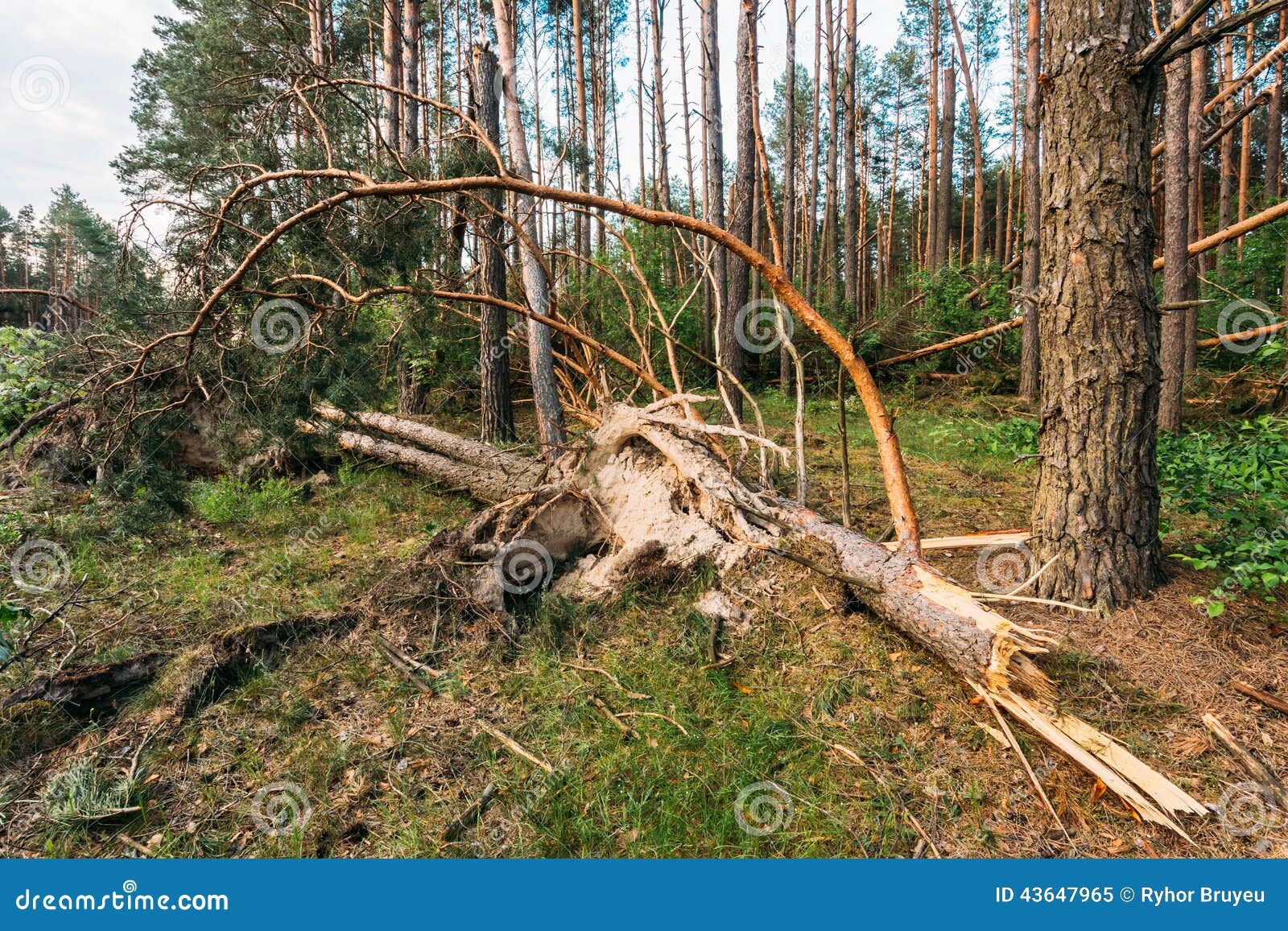 Windfall in Forest. Storm Damage Stock Image - Image of fallen ...