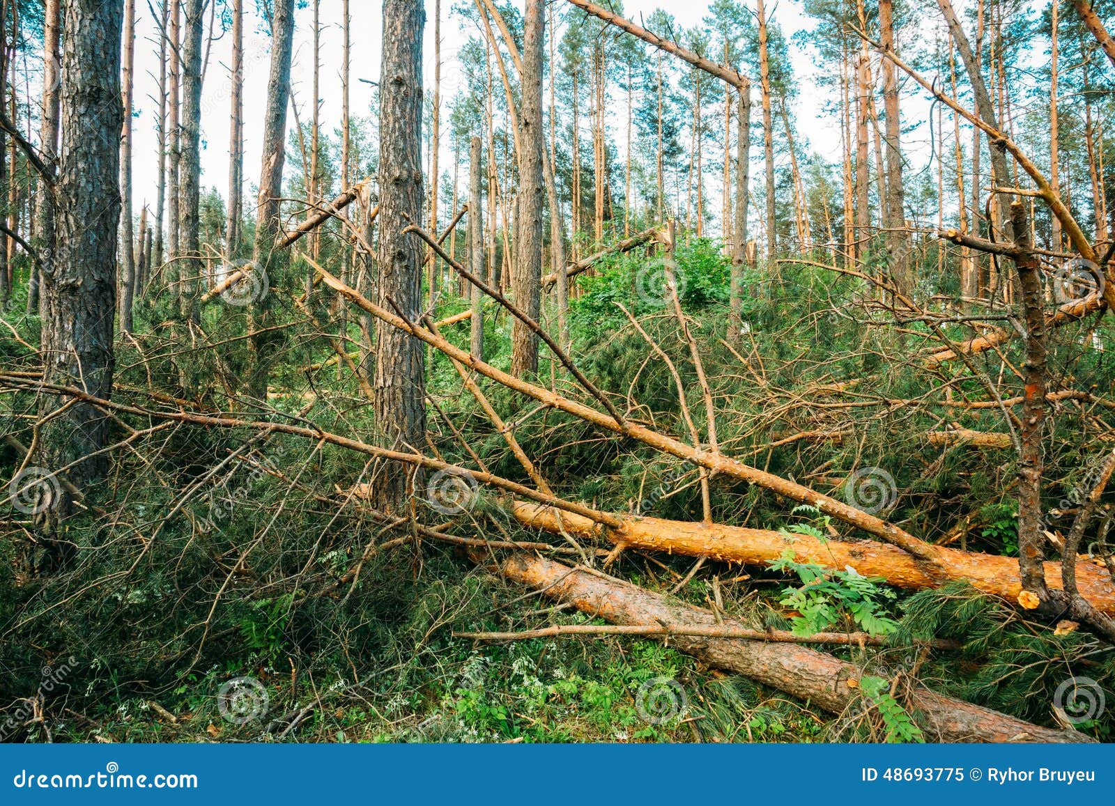 Windfall in Forest. Storm Damage Stock Image - Image of hurricane, park ...